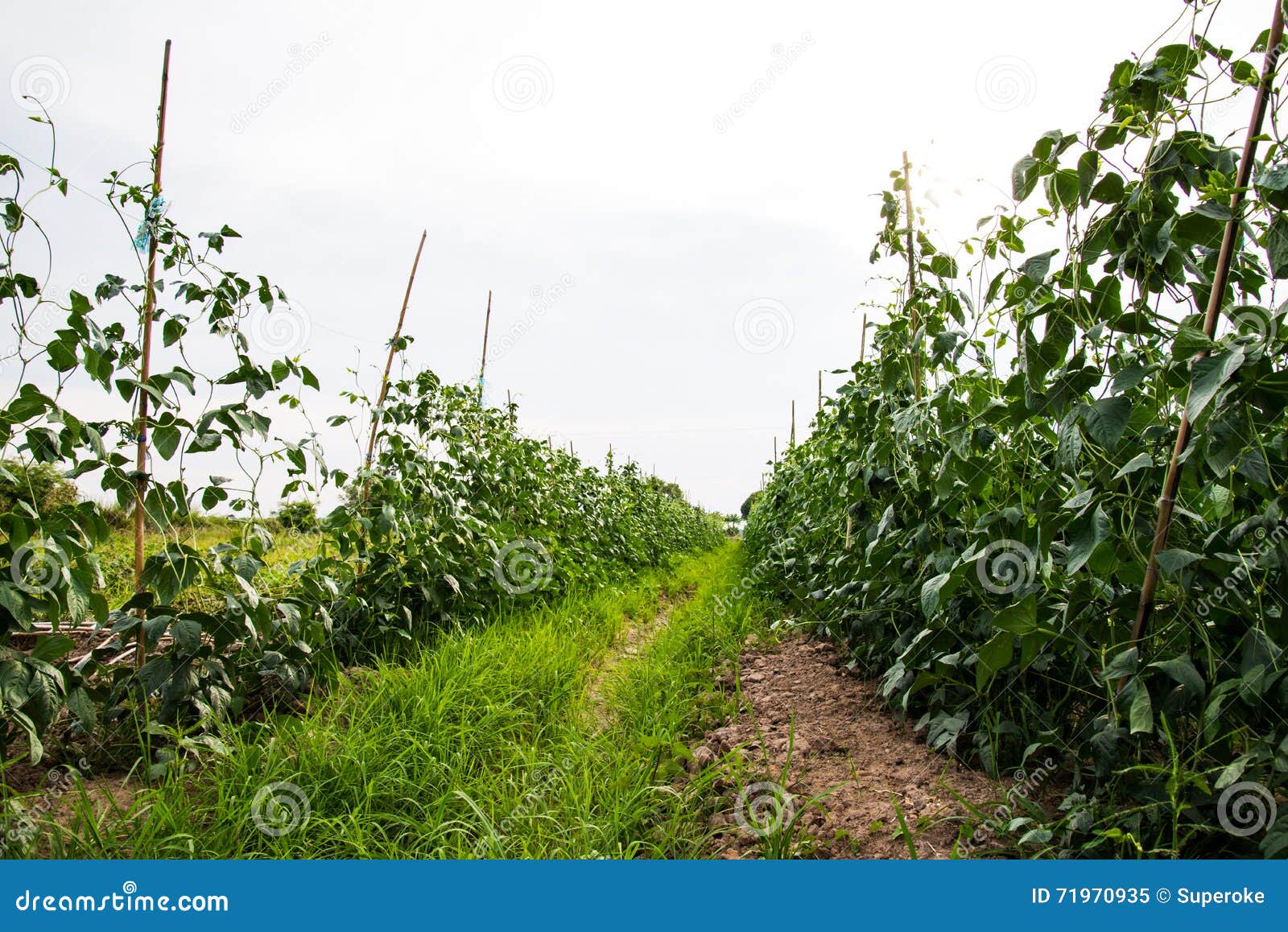Lentils Field Stock Photos - Download 805 Royalty Free Photos