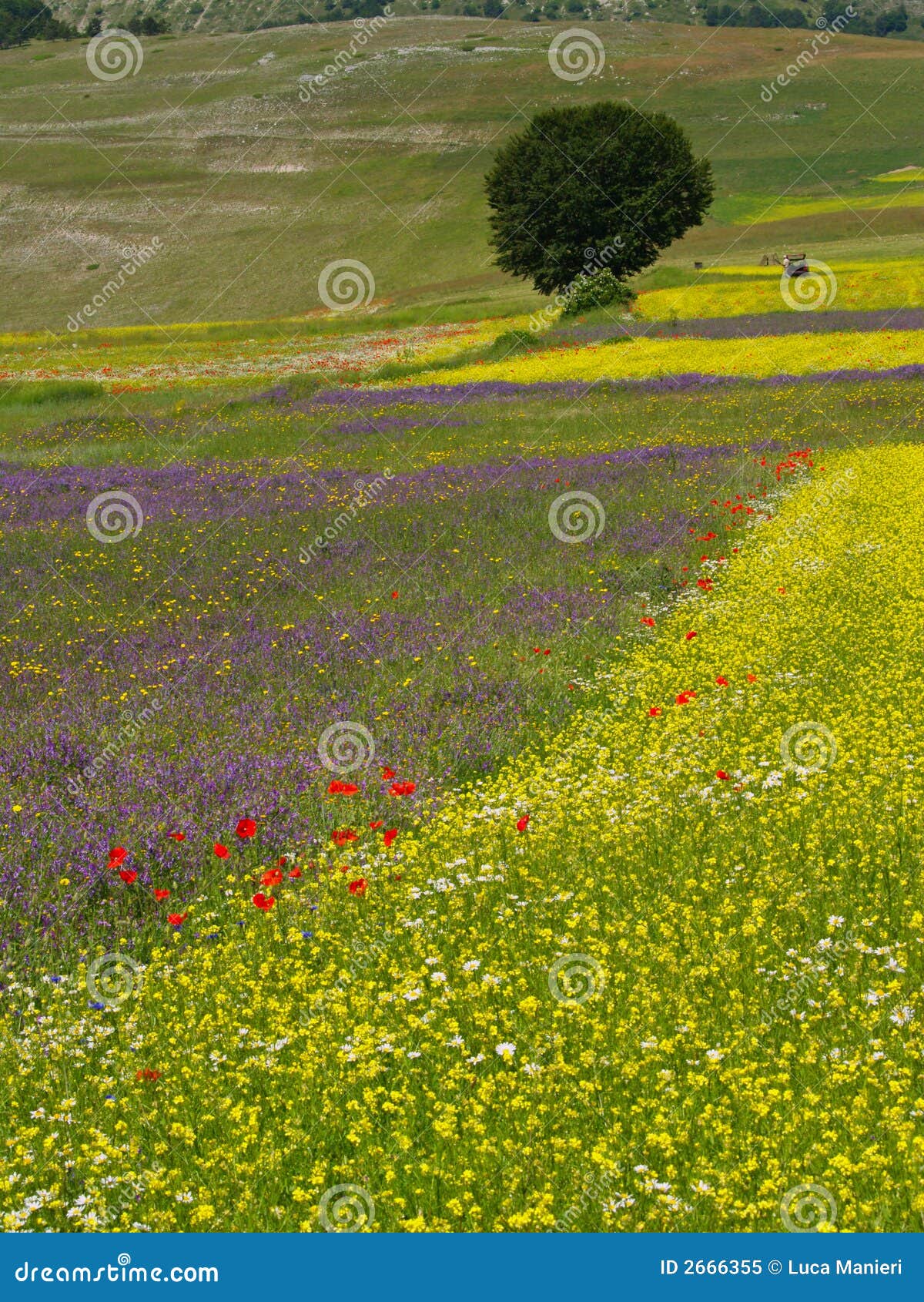 Lentils fields stock image. Image of cultivation, yellow - 2666355
