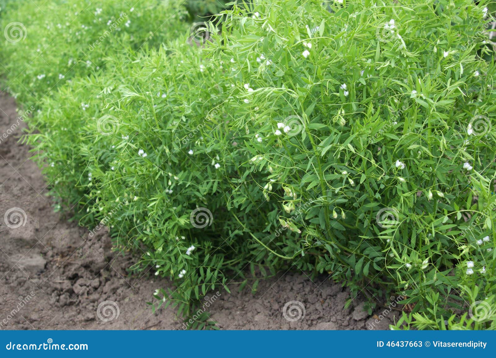 Lentils stock image. Image of organic, blooms, growing - 46437663