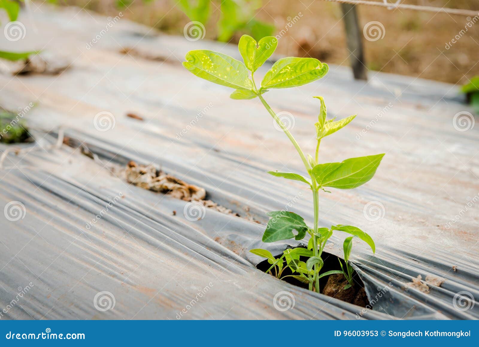 Lentils Plant in Organic Farm Stock Image - Image of plant, farm: 96003953