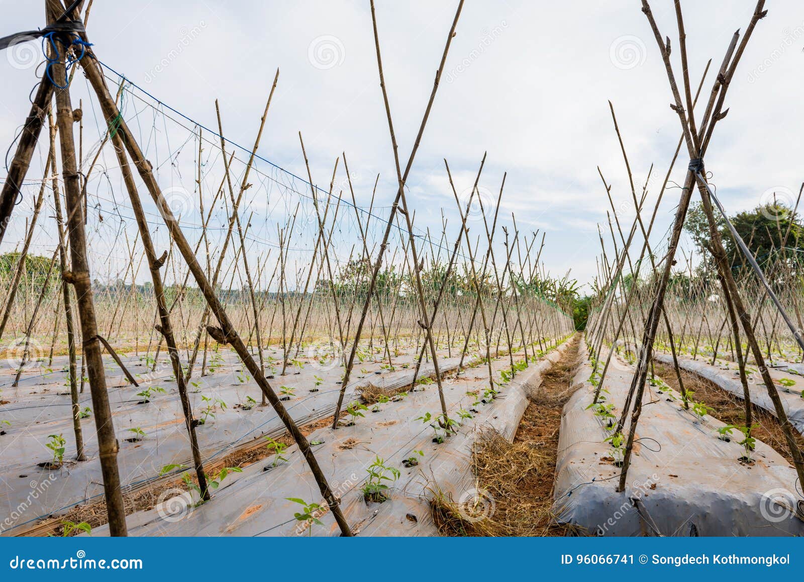 Lentils Plant in Organic Farm Stock Image - Image of industrial ...