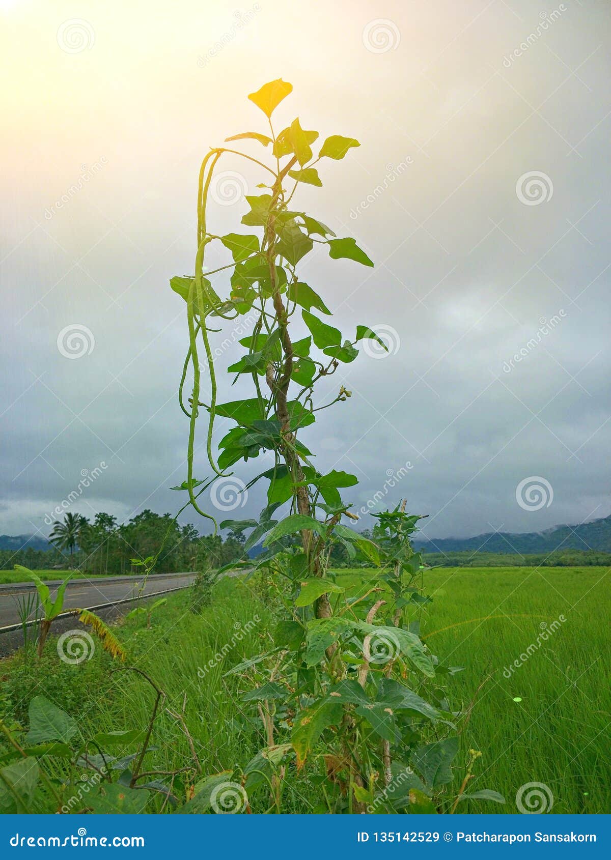 193 Lentils Tree Photos - Free & Royalty-Free Stock Photos from Dreamstime