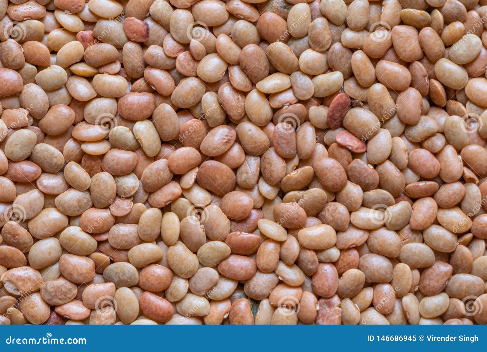 Whole Masoor Dal Stock Photo | CartoonDealer.com #150927138