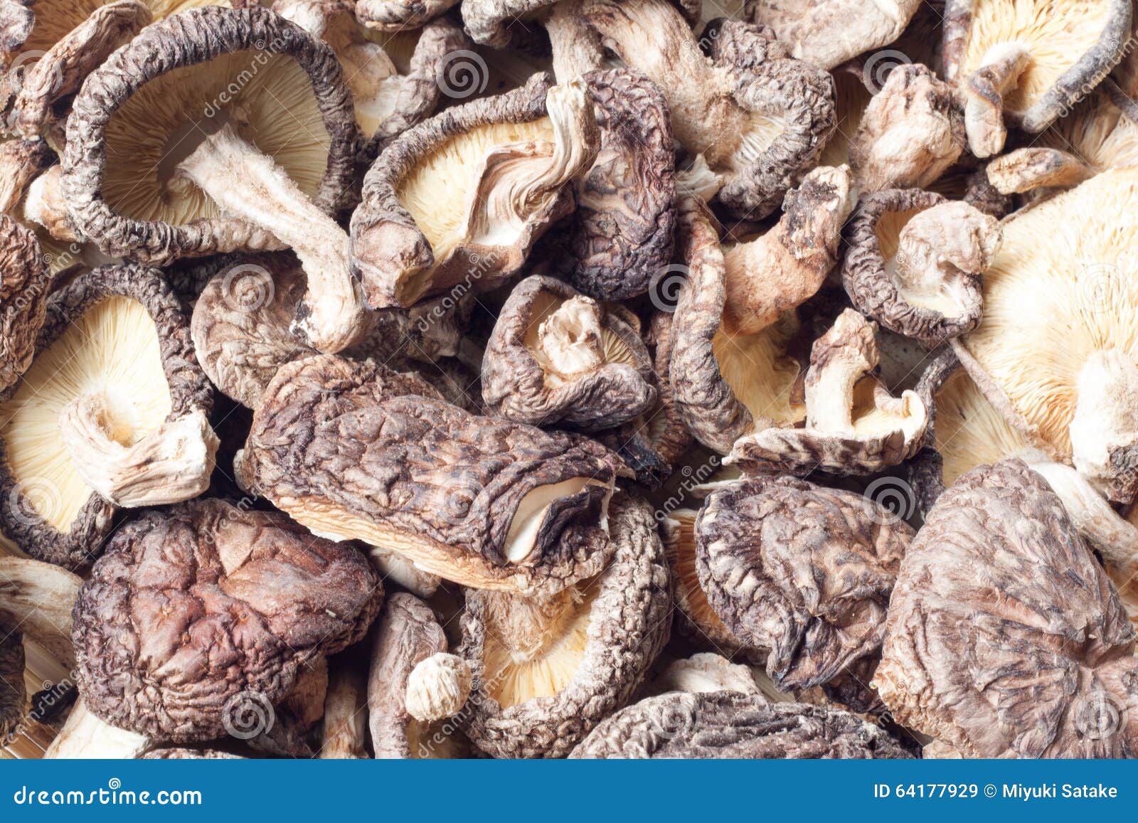 Lentinula edodes stock image. Image of brown, isolated - 64177929