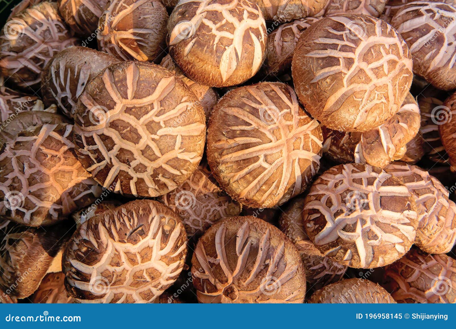 258 Lentinus Edodes Stock Photos - Free & Royalty-Free Stock Photos ...