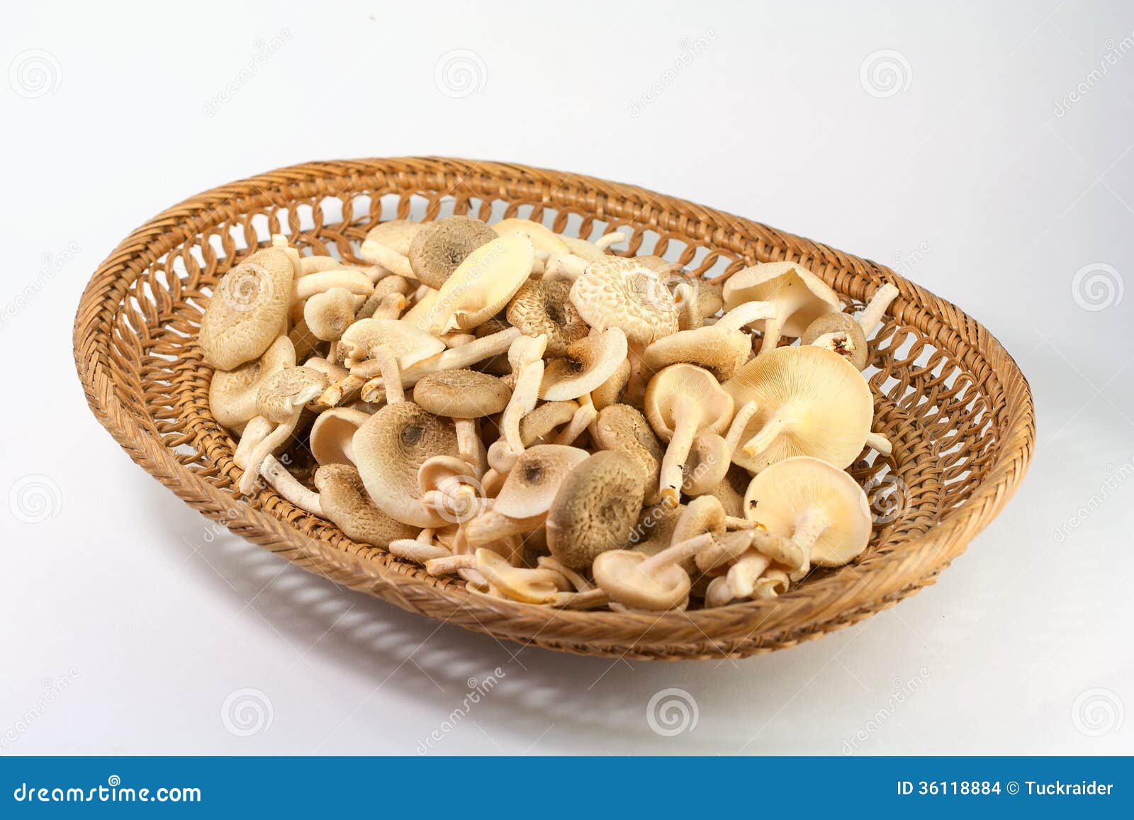 Lentinus Mushroom stock photo. Image of wellbeing, medicine - 36118884