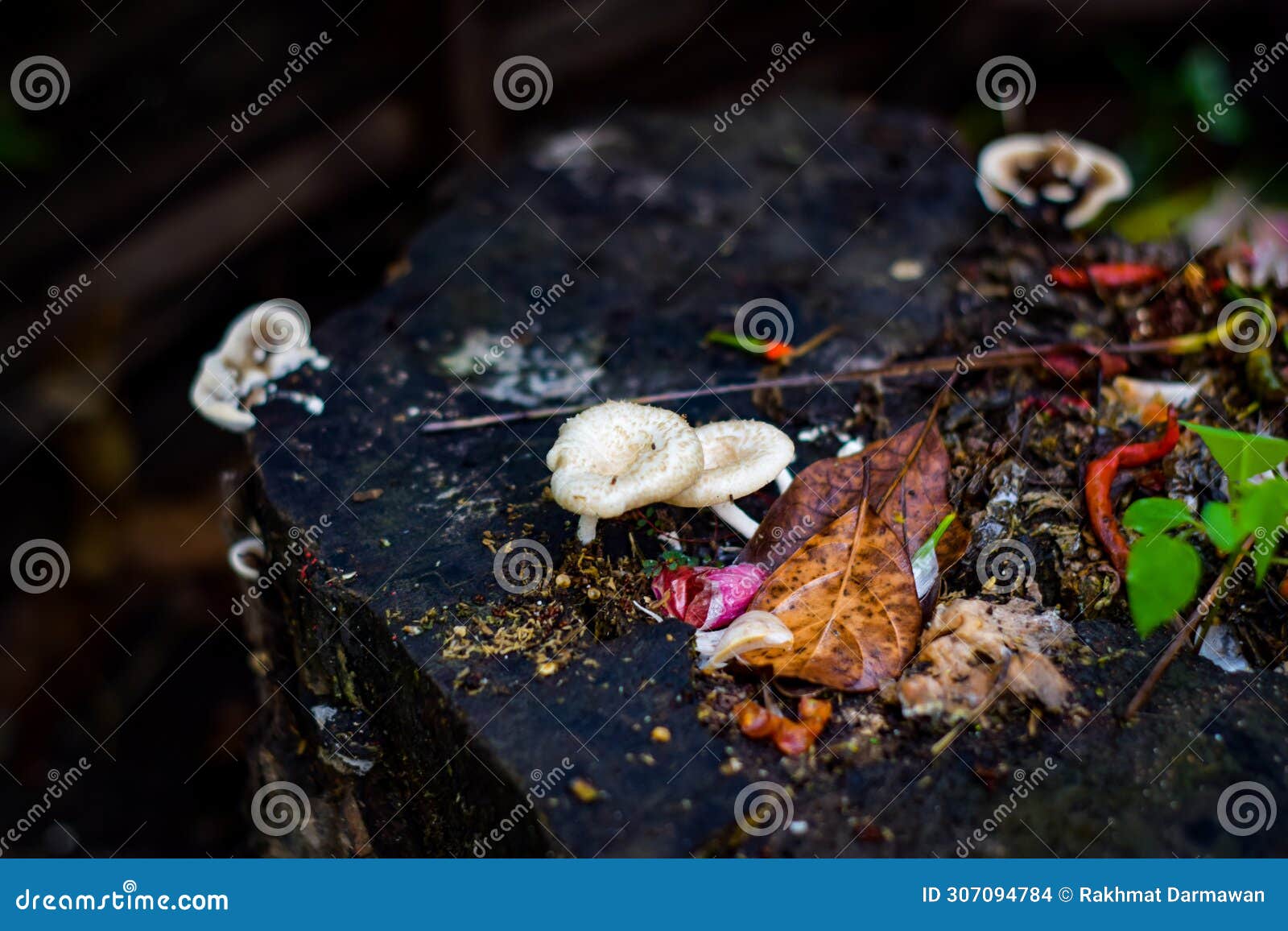 Lentinus Squarrosulus on Dead Tree Log Editorial Stock Image - Image of ...