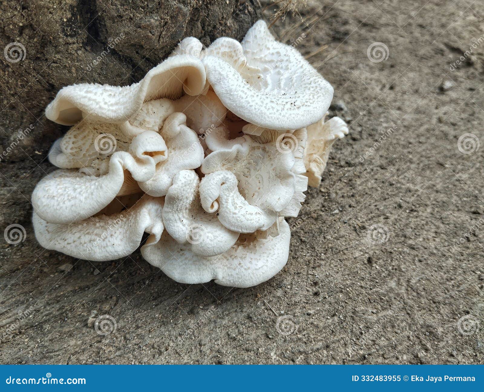 Lentinus Squarrosulus Mushroom Growth in the Yard. Nature Concept Stock ...