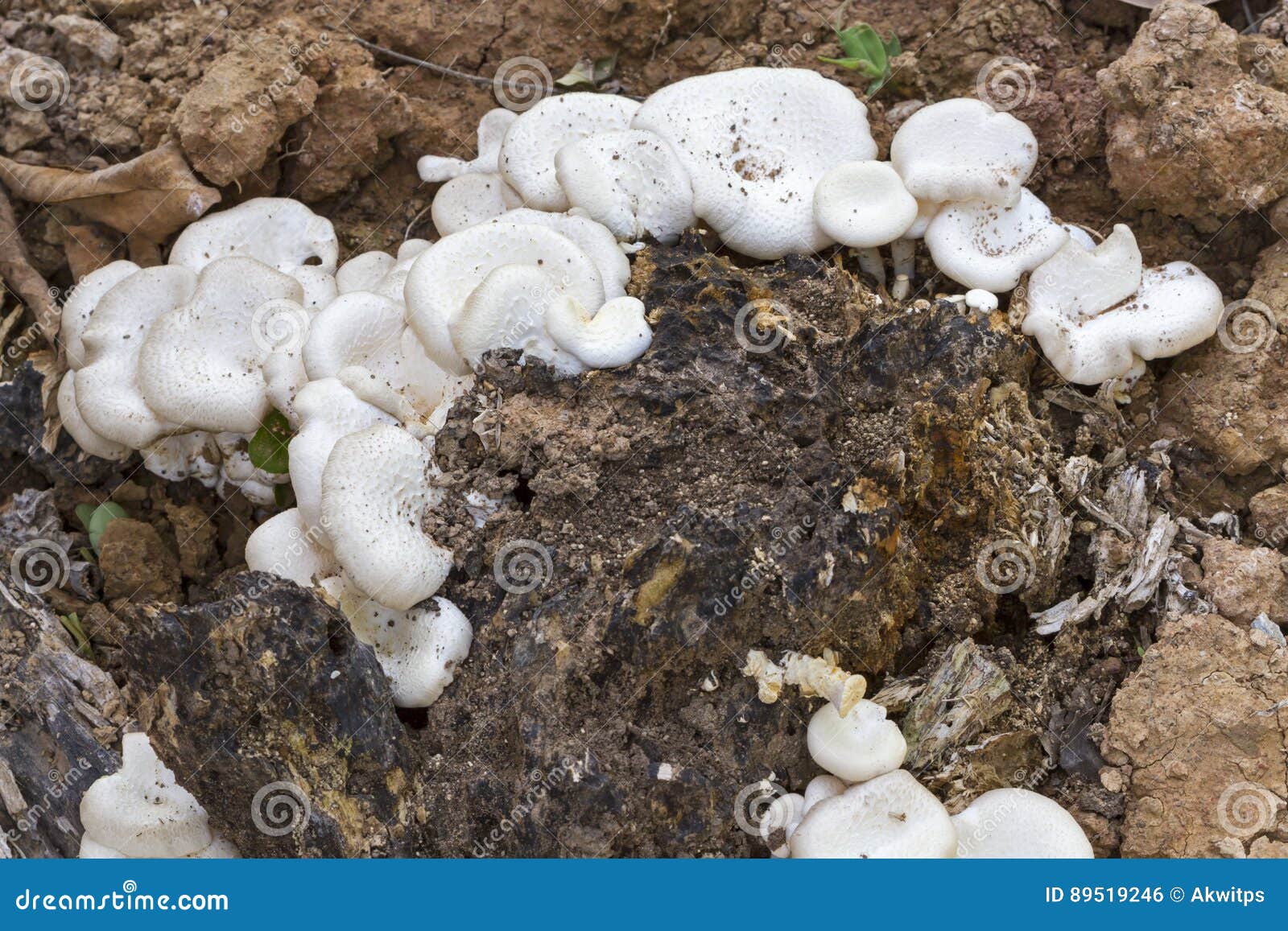 Lentinus Squarrosulus Naturally Grow from Decay Tree Stump Stock Photo ...