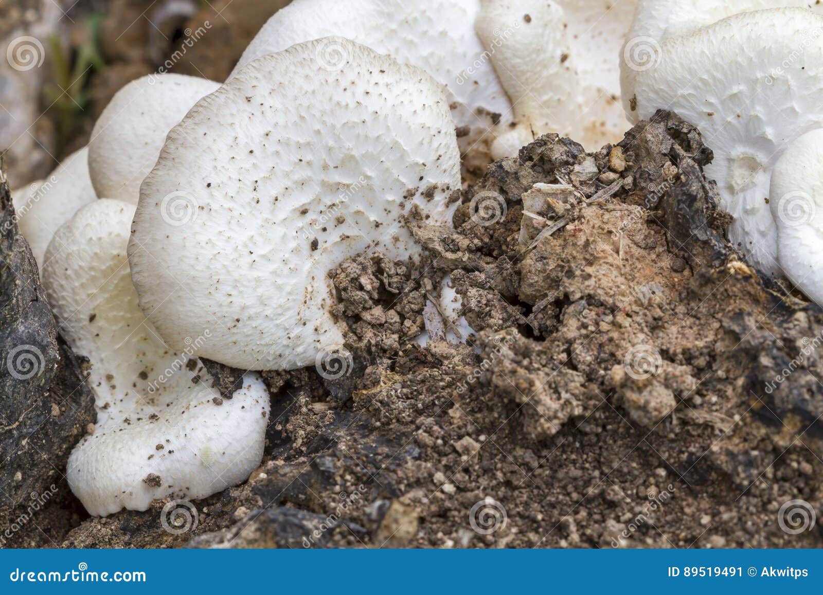 Lentinus Squarrosulus Naturally Grow from Decay Tree Stump Stock Image ...