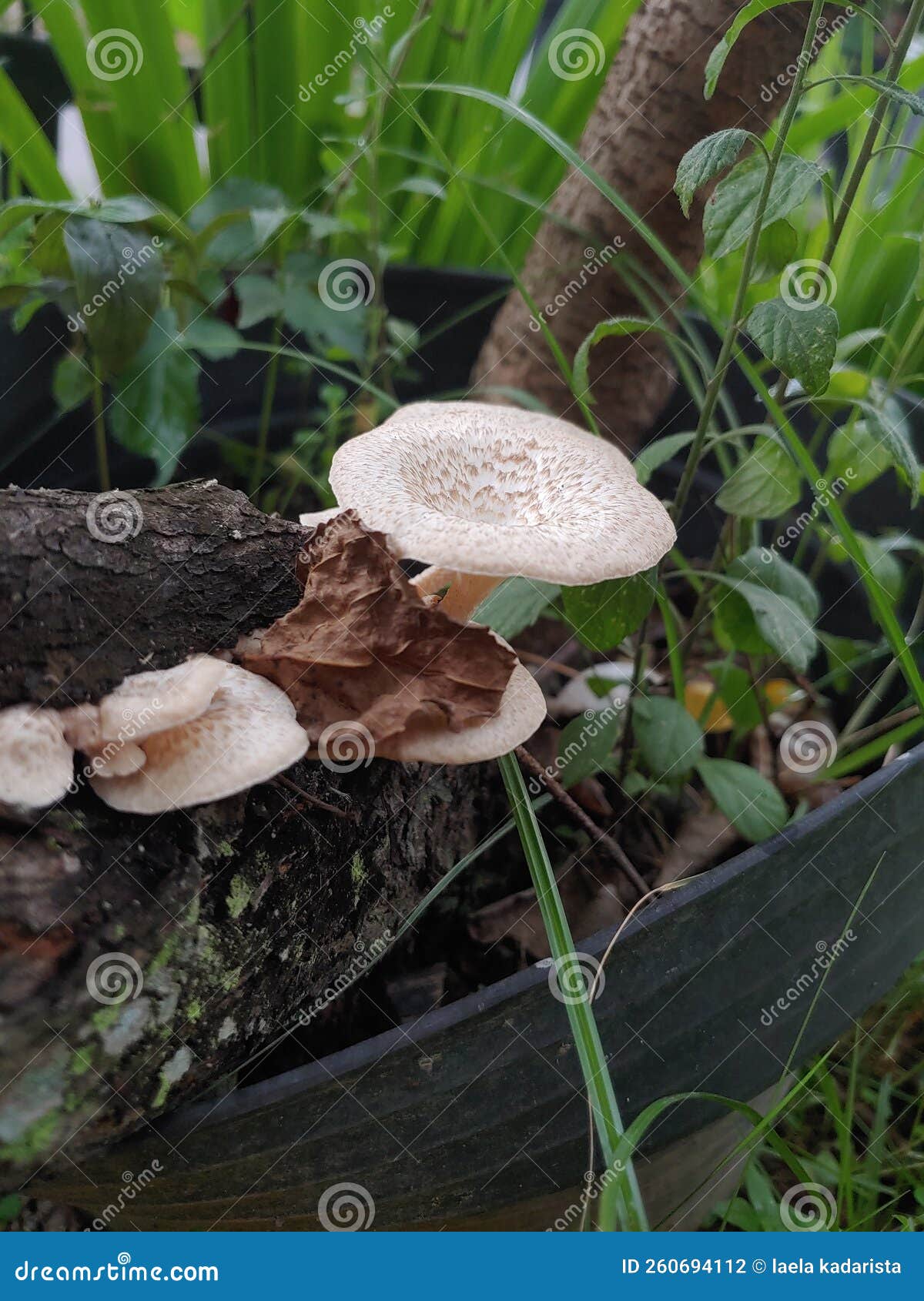 Lentinus Tigrinus on the Murbey Tree Growing when Rain Season Stock ...