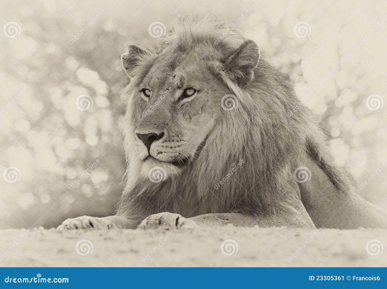 Lenyalo male stock image. Image of creature, male, carnivore - 23305361