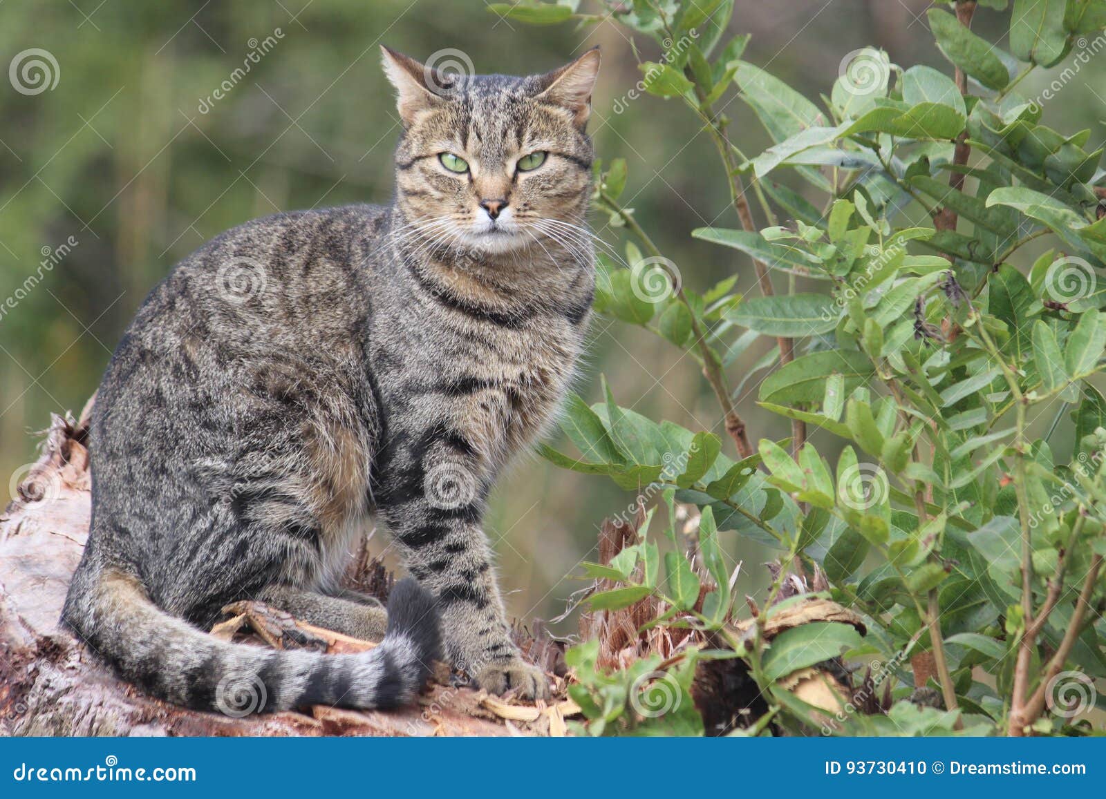 Leo the Cat arkivfoto. Bild av vild, natur, afrika, ström - 93730410
