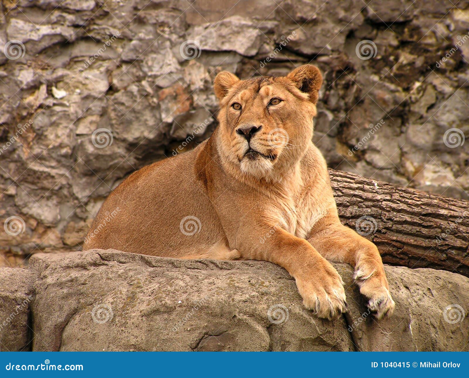 Leoa. imagem de stock. Imagem de nave, gatos, macio, orelhas - 1040415