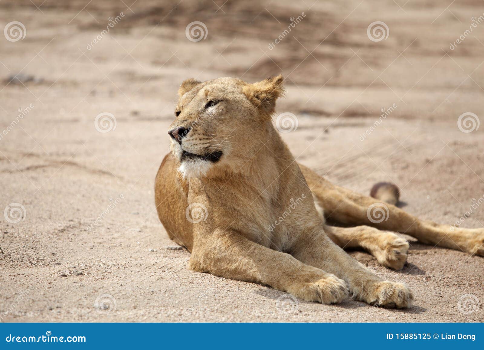 Leoa imagem de stock. Imagem de animal, gato, boca, exterior - 15885125