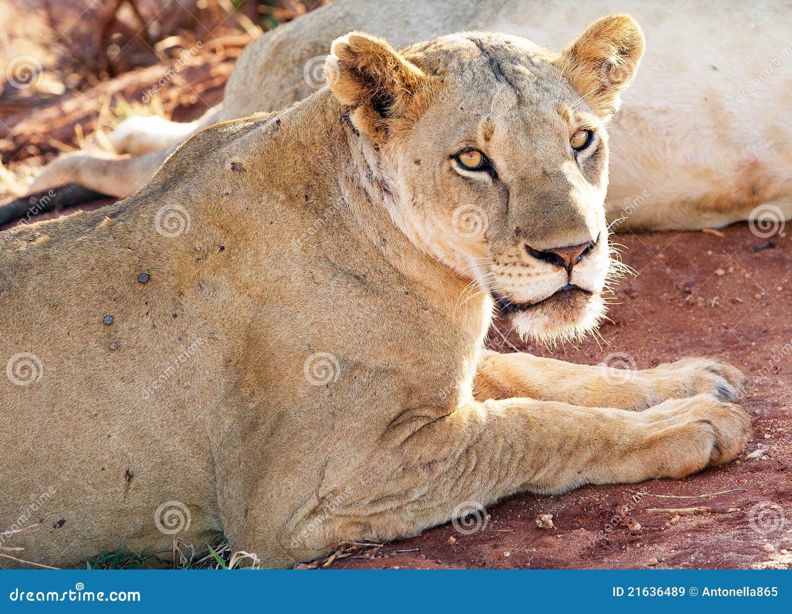 Leoa Africana (Panthera Leo) Imagem de Stock - Imagem de animal, nave ...
