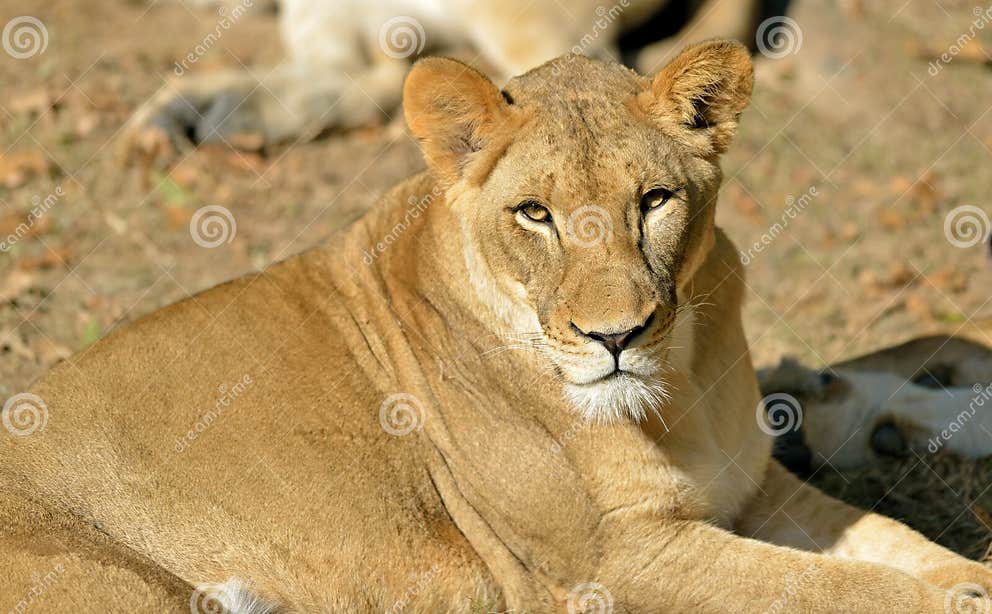 Leoa fêmea imagem de stock. Imagem de animal, wildlife - 27649809