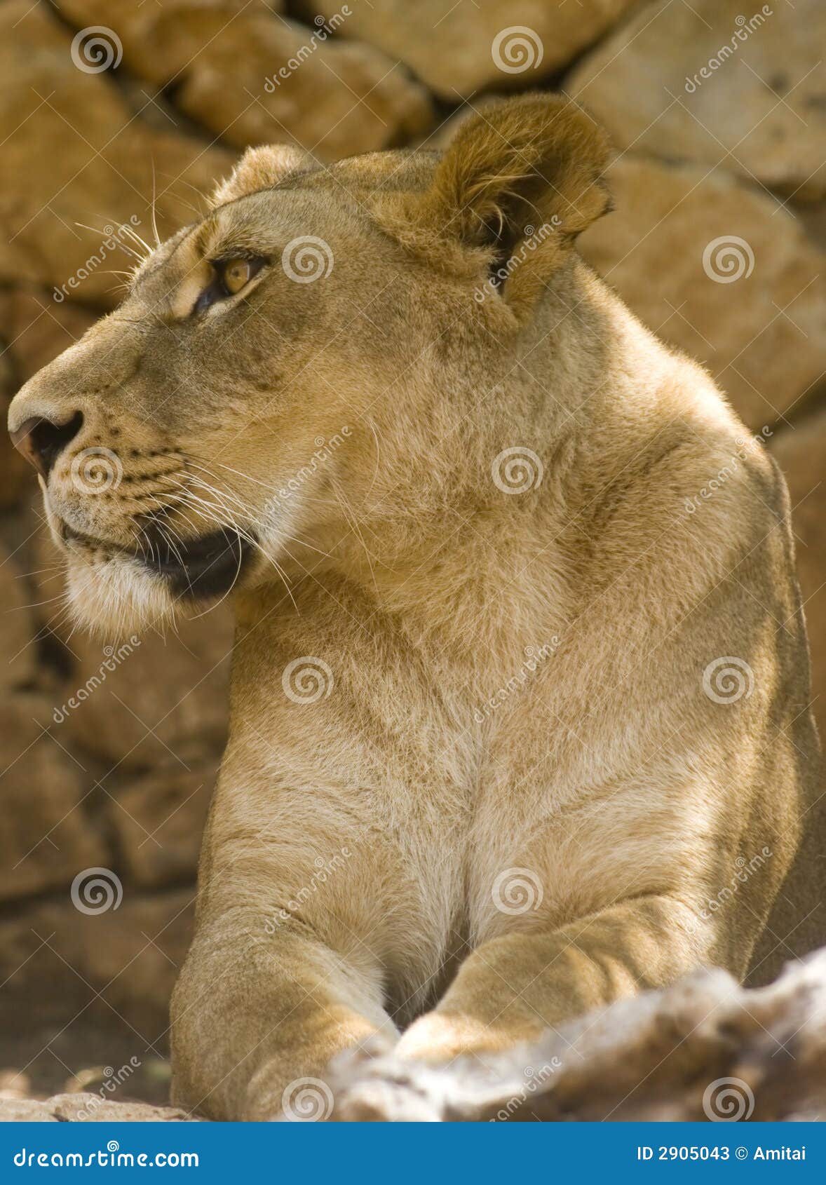 Leoa Look#2 imagem de stock. Imagem de animal, capturado - 2905043