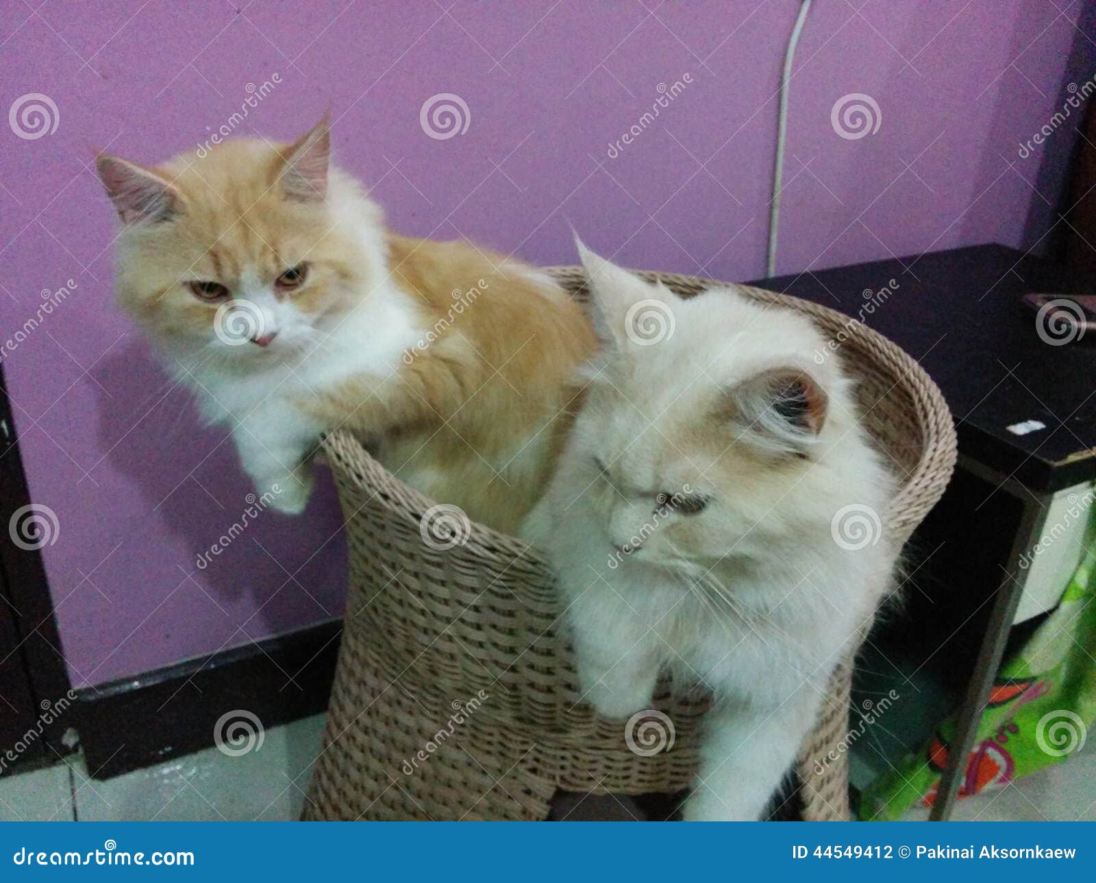 Leon the cat stock photo. Image of leon, amtel, basket - 44549412