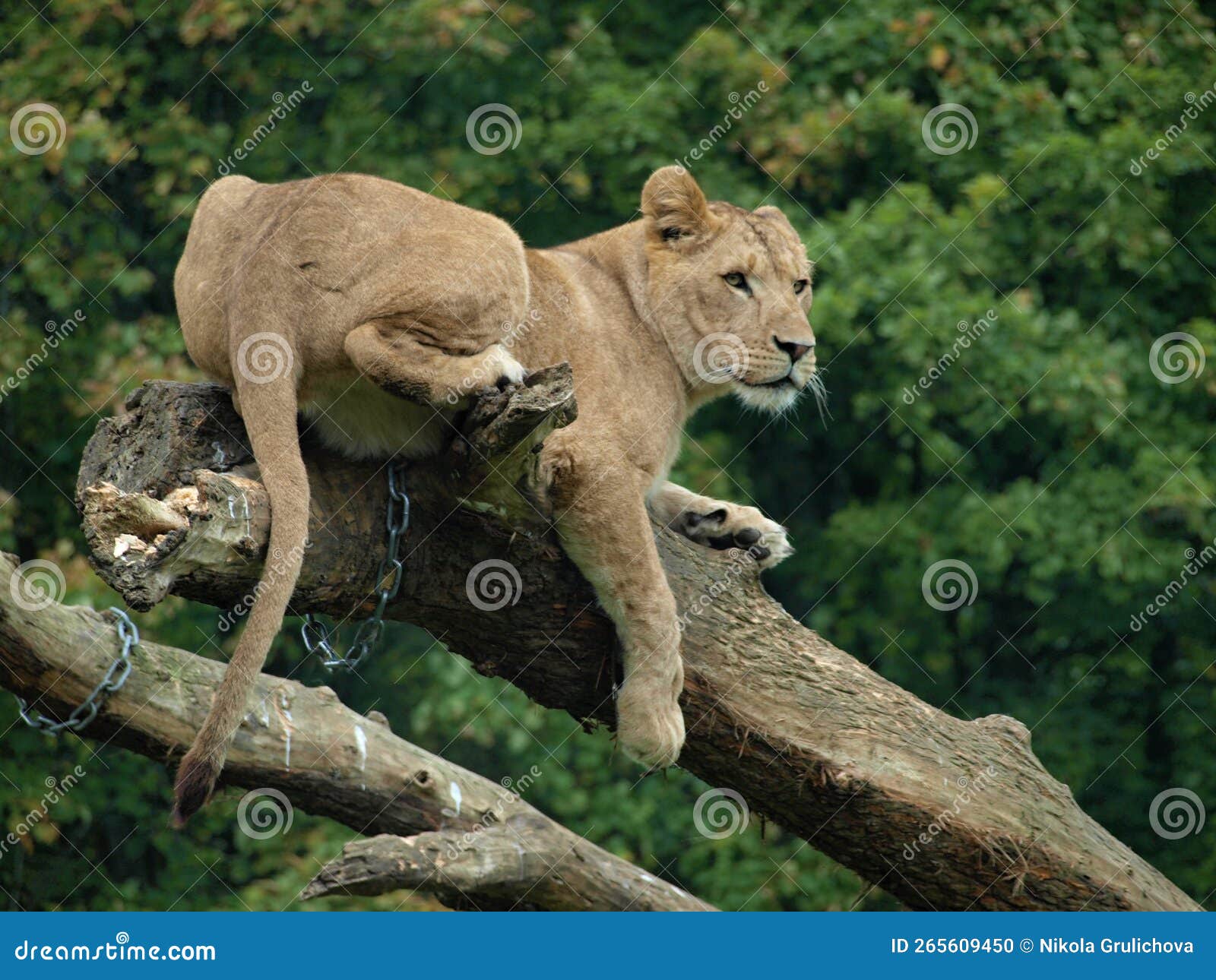Leon stock photo. Image of cute, tree, leon, animal - 265609450