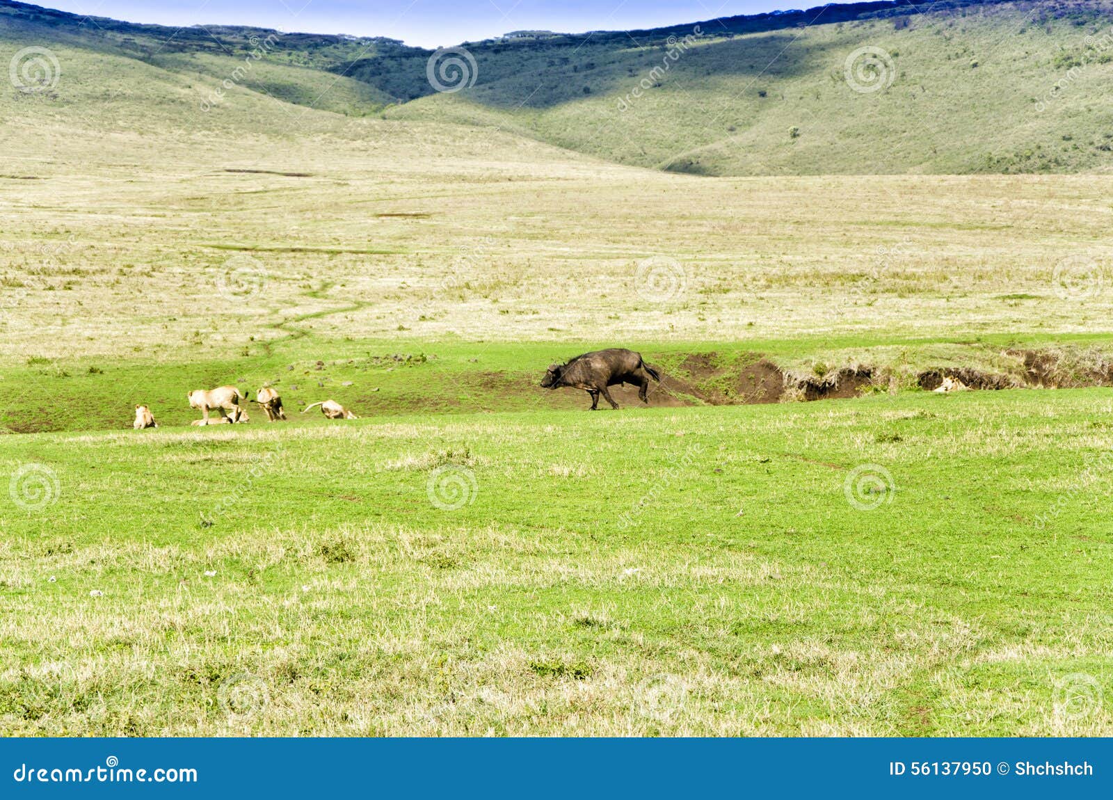 The Leon Hunting stock photo. Image of buffalo, herd - 56137950