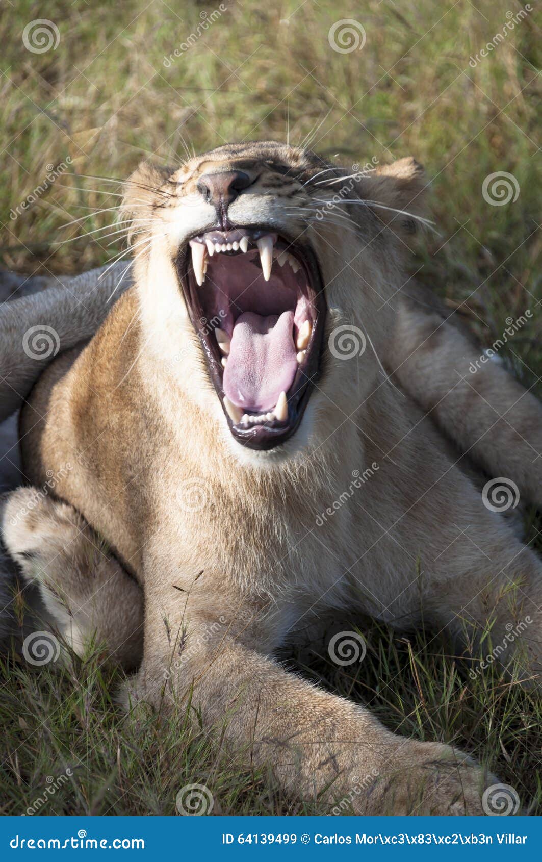 Leon lying in savannah stock image. Image of south, lion - 64139499