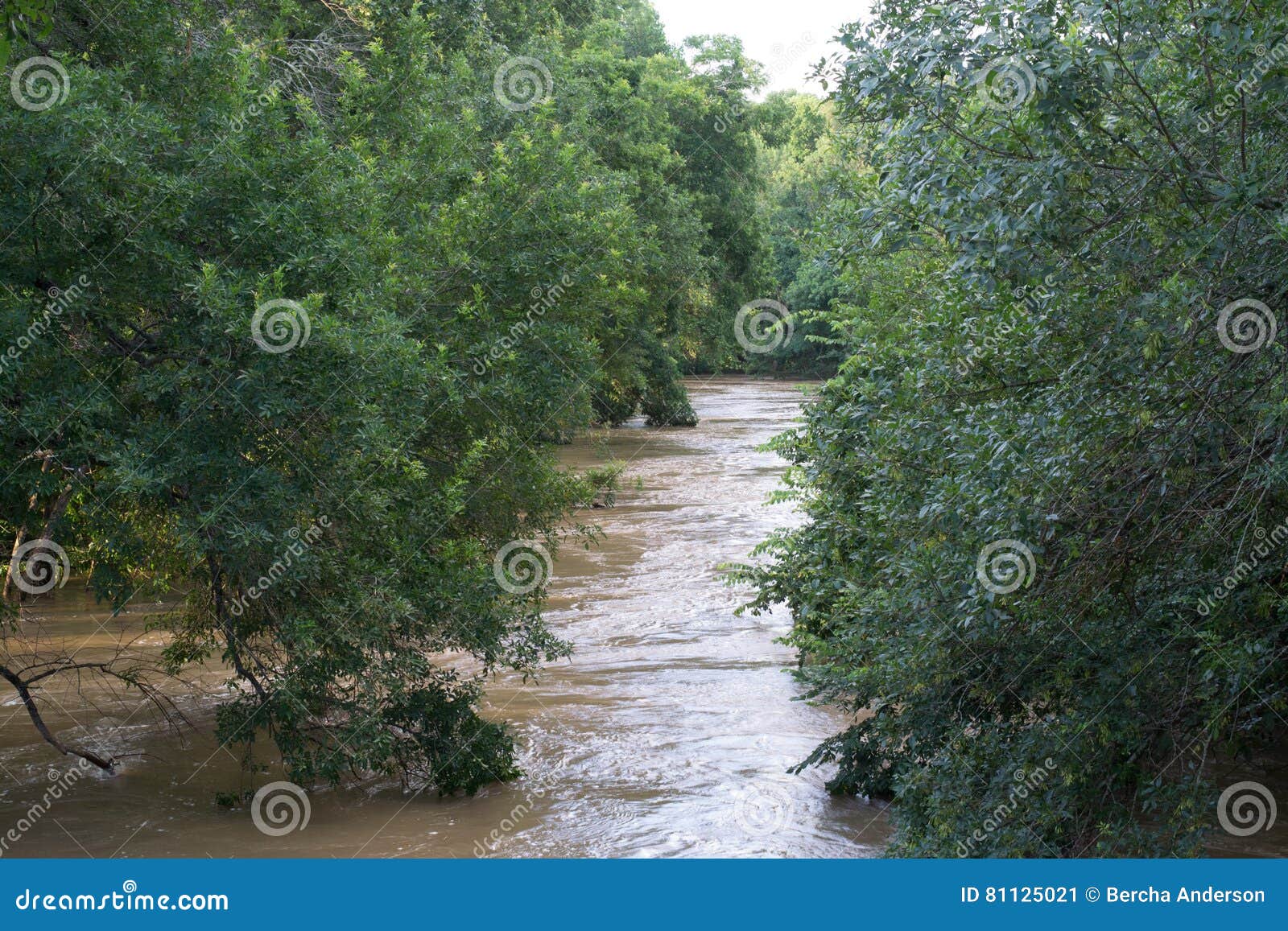 Leon River immagine stock. Immagine di dopo, sguardi - 81125021