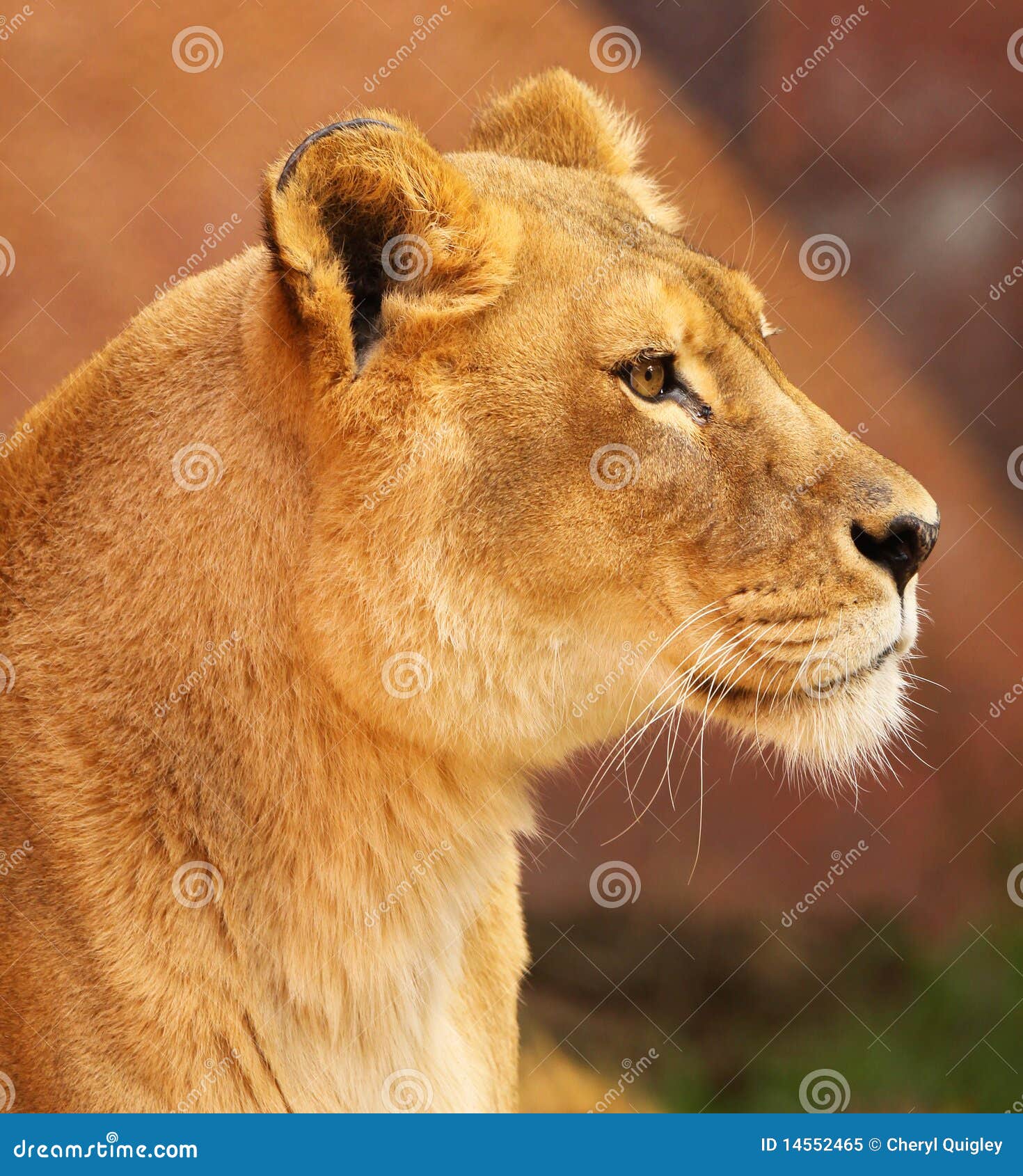 Leona africana imagen de archivo. Imagen de cierre, dorado - 14552465