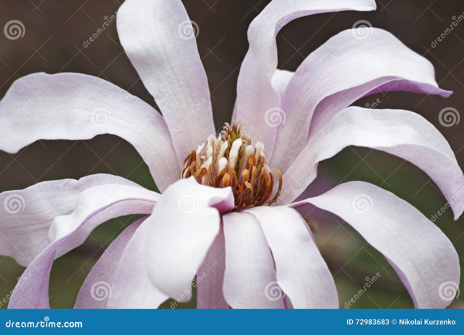 Leonard Messel Loebner Magnolia Flower Stock Image - Image of stellata ...
