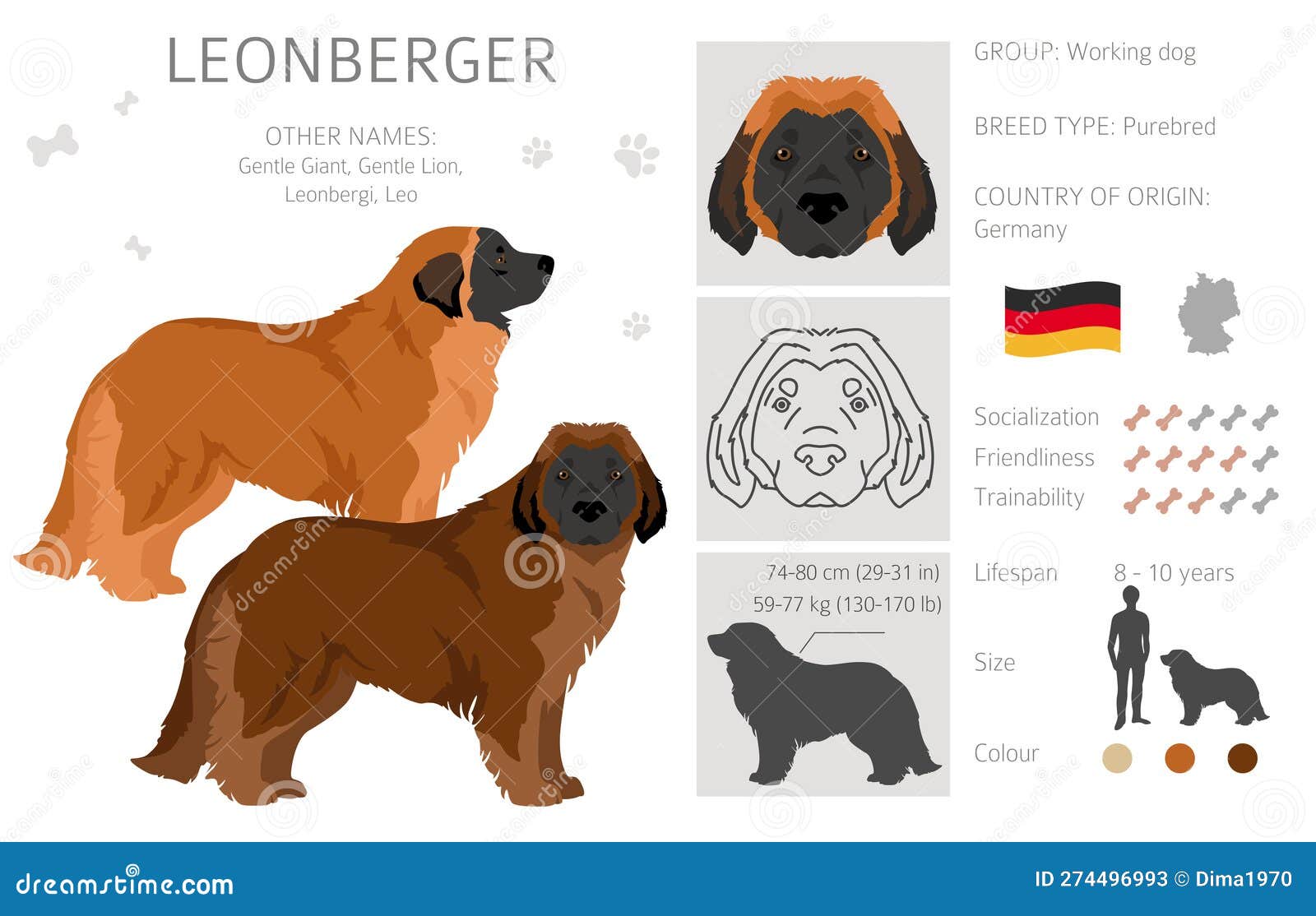 Leonberger Clipart. Different Poses, Coat Colors Set Stock Vector ...