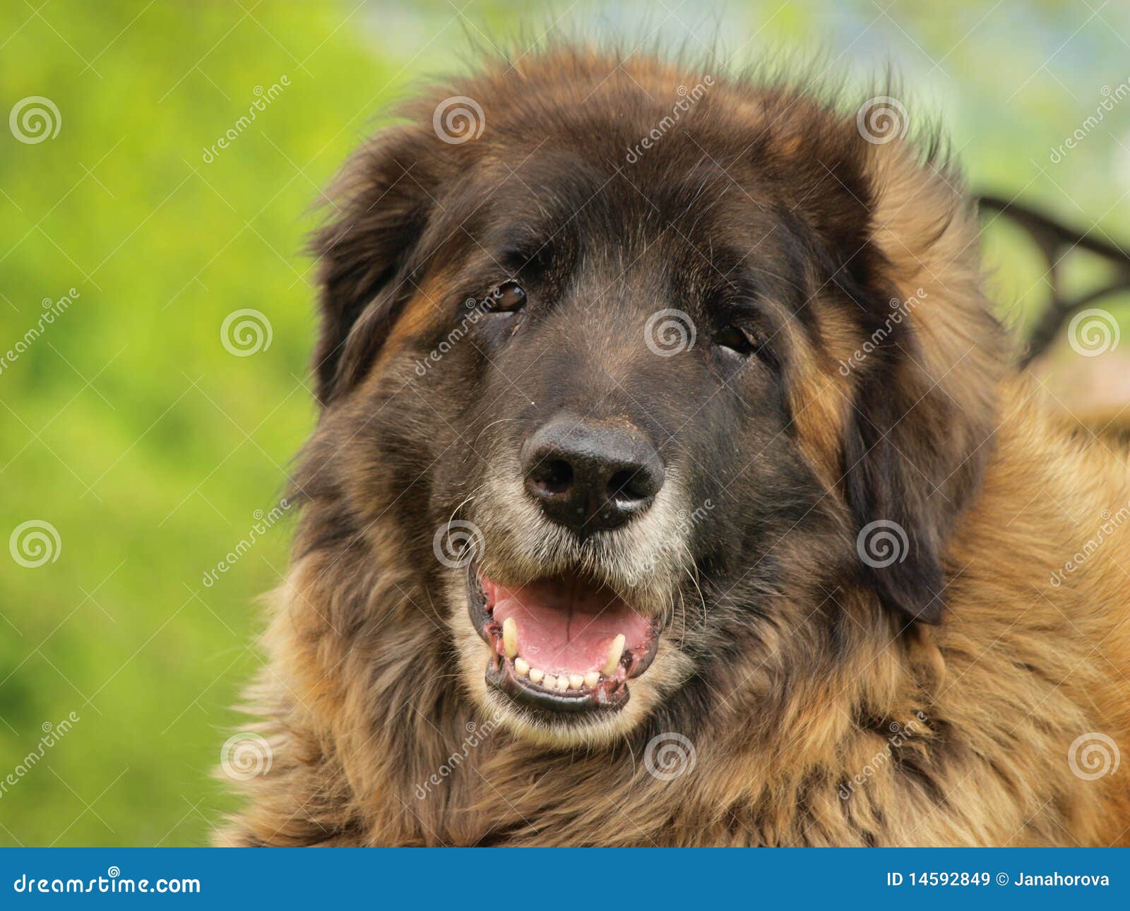 Leonberger dog stock image. Image of mammal, leon, green - 14592849