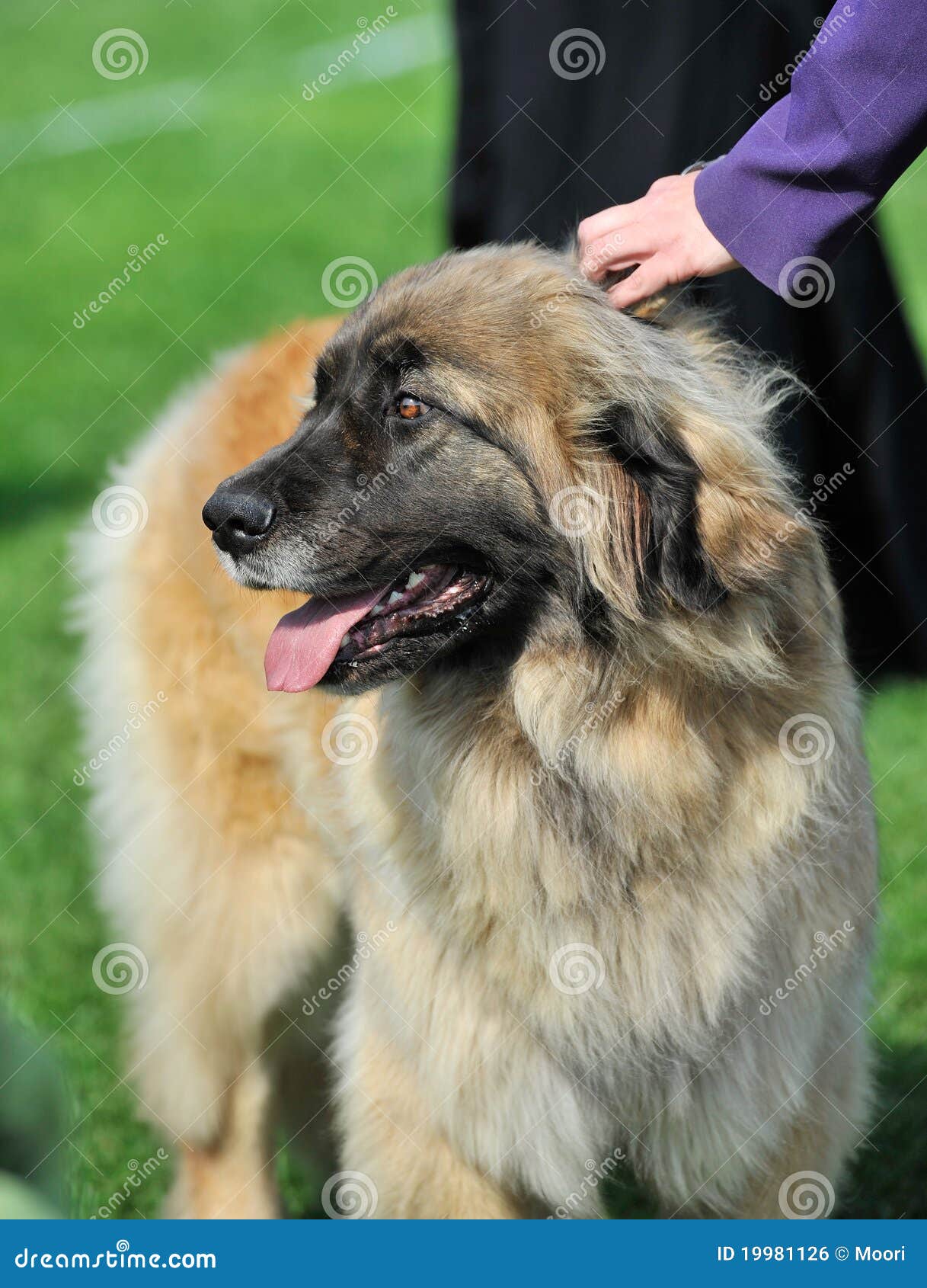 Leonberger dog stock photo. Image of character, obedience - 19981126