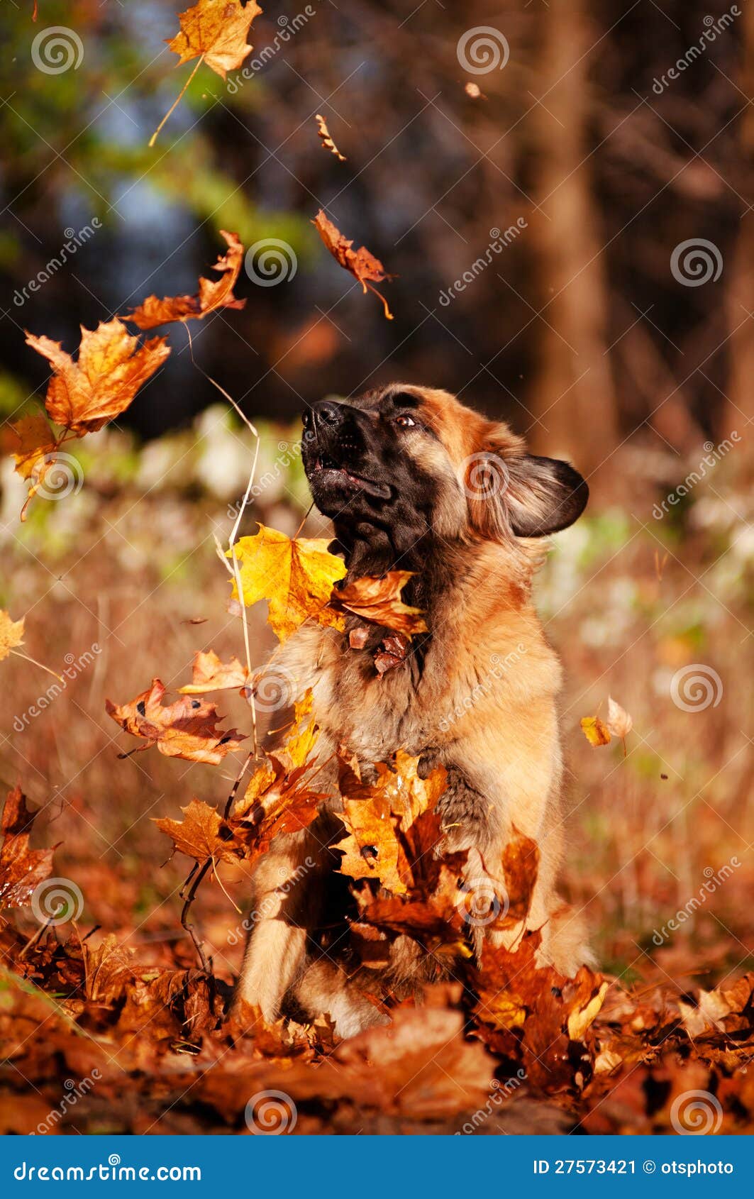 Leonberger Dog Catching Falling Leaves Stock Image - Image of pooch ...