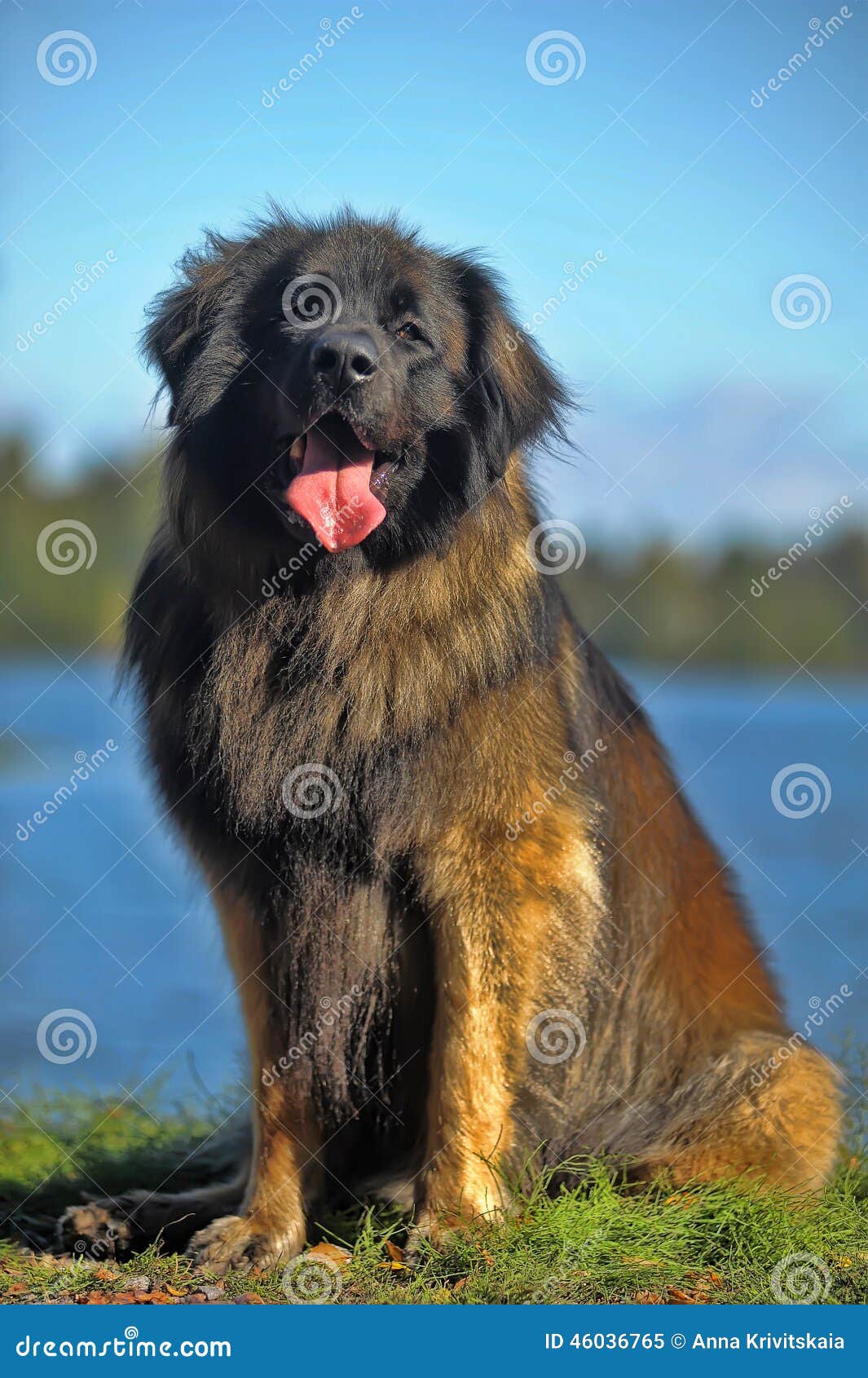 Leonberger dog close-up stock image. Image of leonberger - 46036765