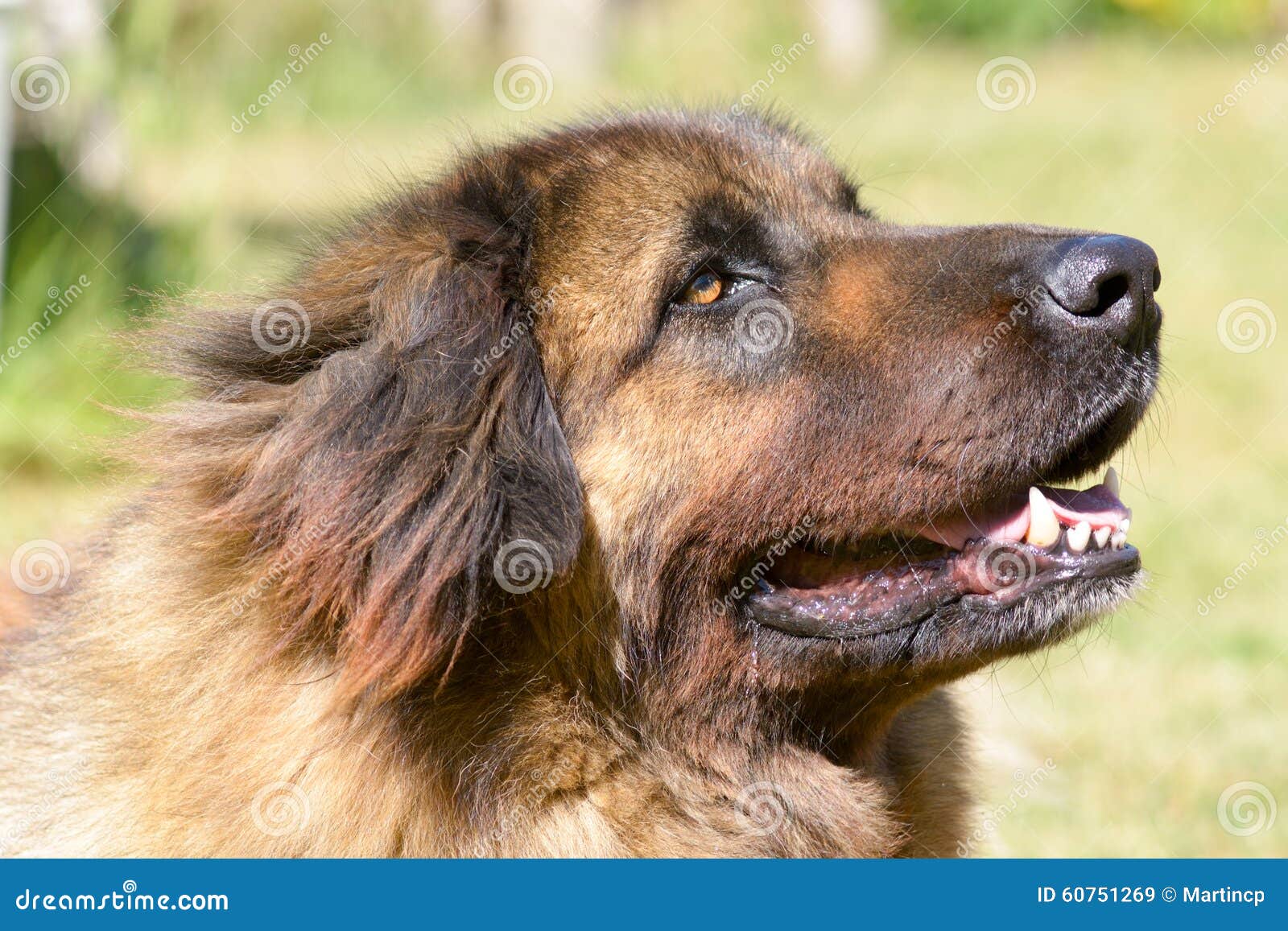 Leonberger dog stock image. Image of enjoy, walking, outside - 60751269