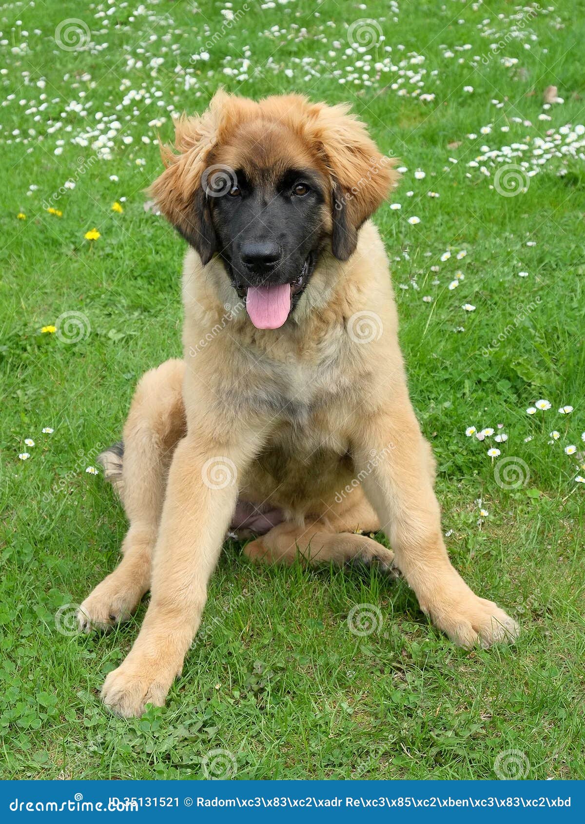 Leonberger dog on a meadow stock image. Image of smell - 35131521