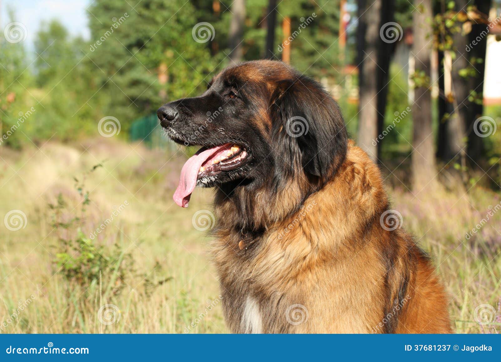 Leonberger Dog. Outdoor Portrait Stock Image - Image of nature ...