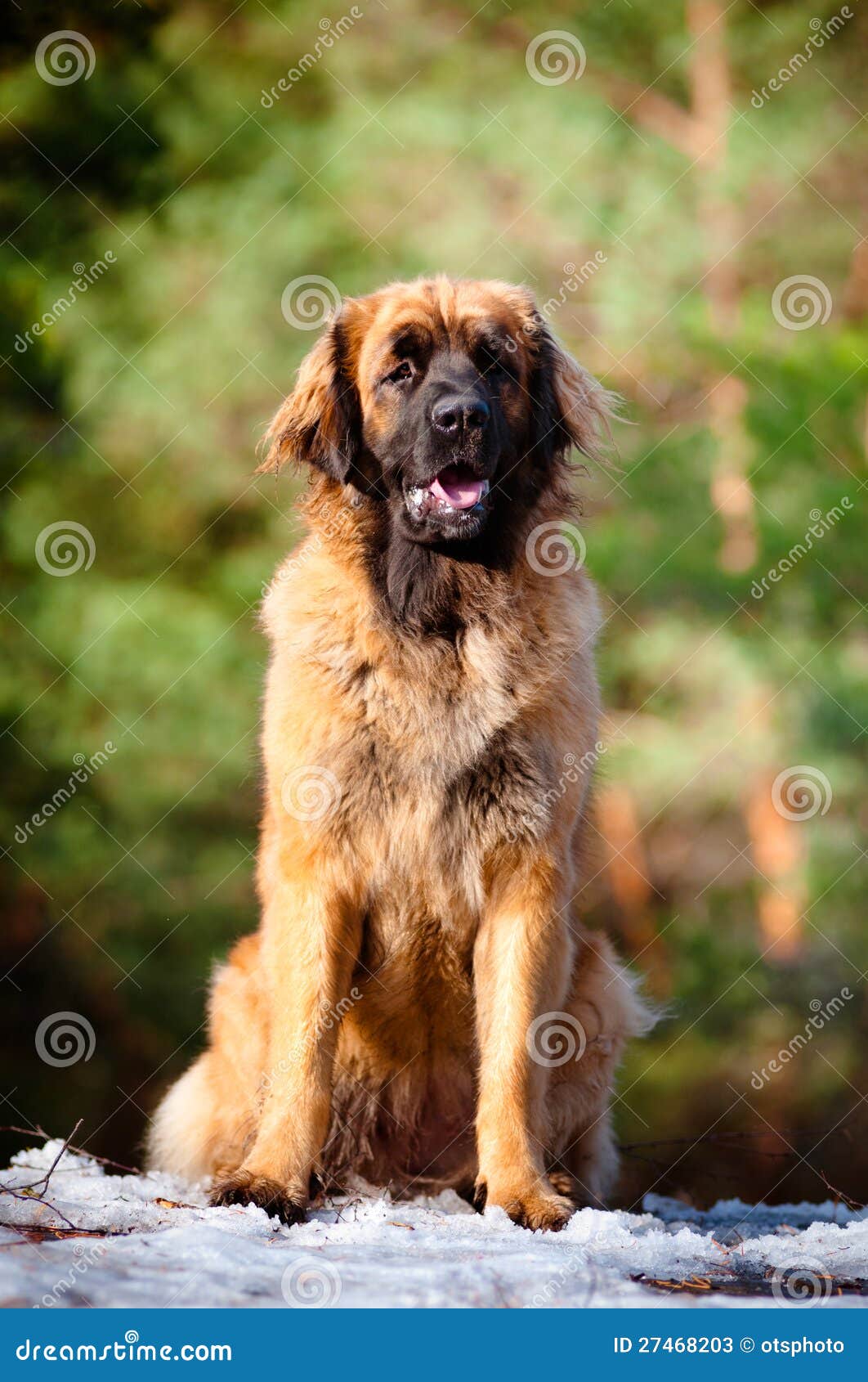 Leonberger dog portrait stock image. Image of domestic - 27468203