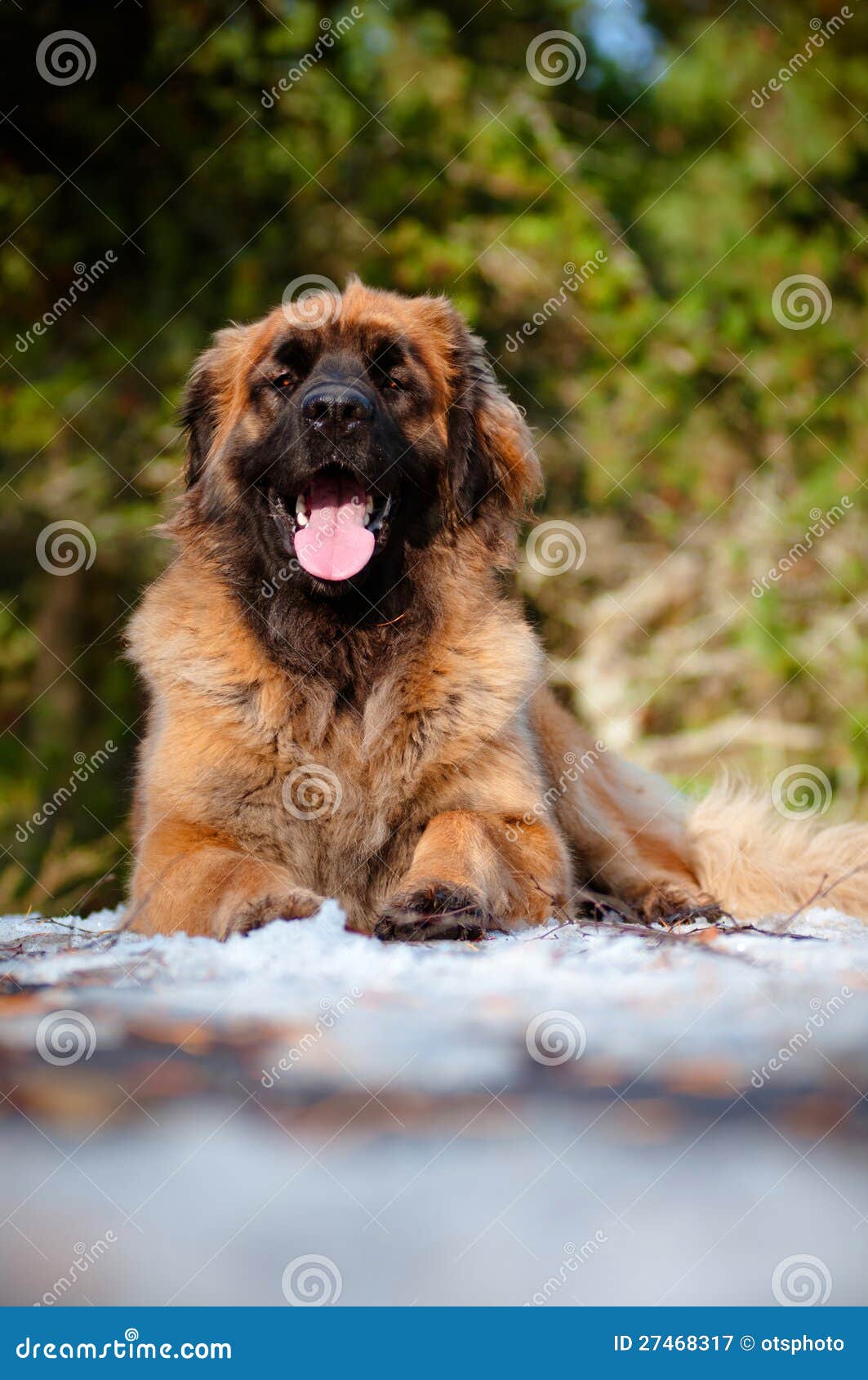 Leonberger dog portrait stock image. Image of green, ears - 27468317