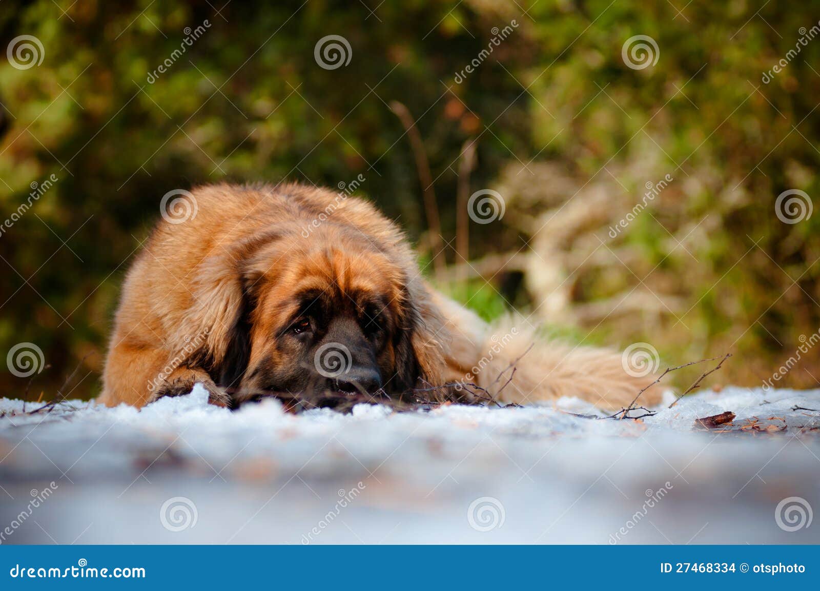 Leonberger dog portrait stock photo. Image of golden - 27468334