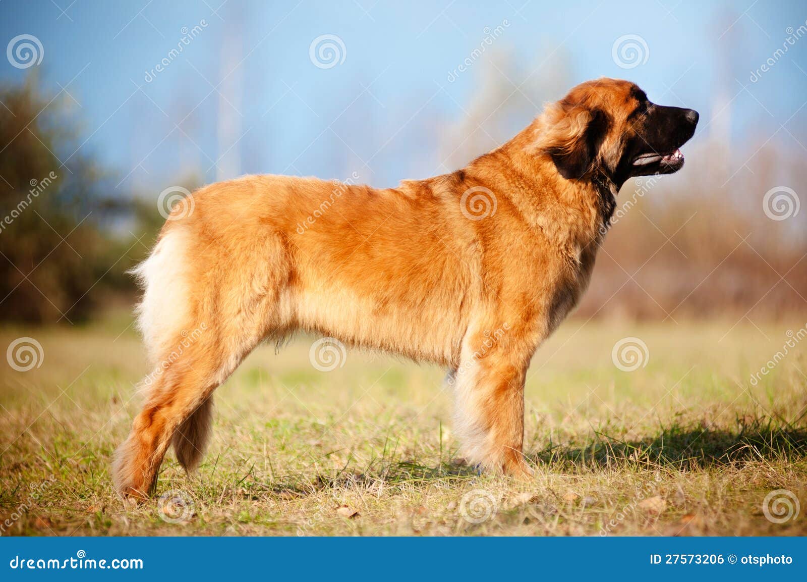 Leonberger dog portrait stock photo. Image of full, pedigree - 27573206