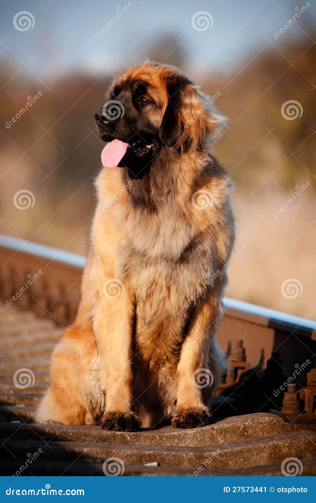 Leonberger dog portrait stock image. Image of alone, breed - 27573441