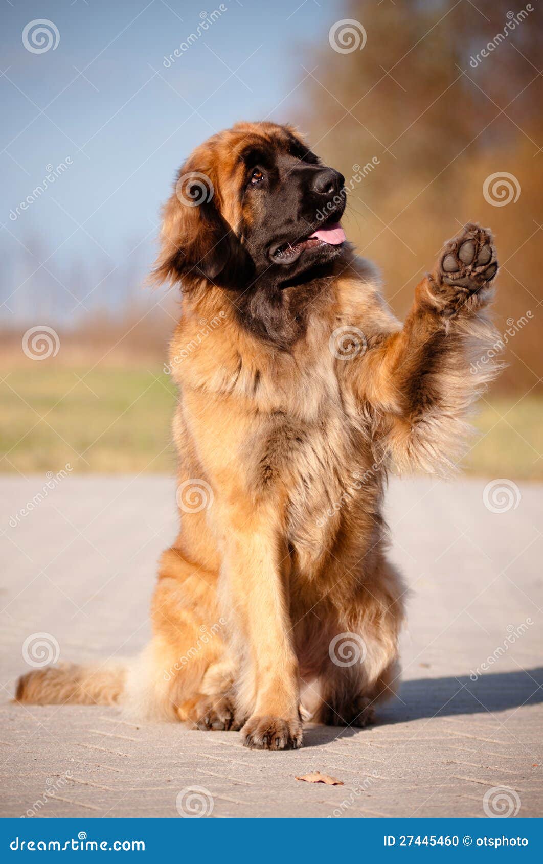 Leonberger Dog Portrait Raised Paw Stock Photo - Image of happy ...