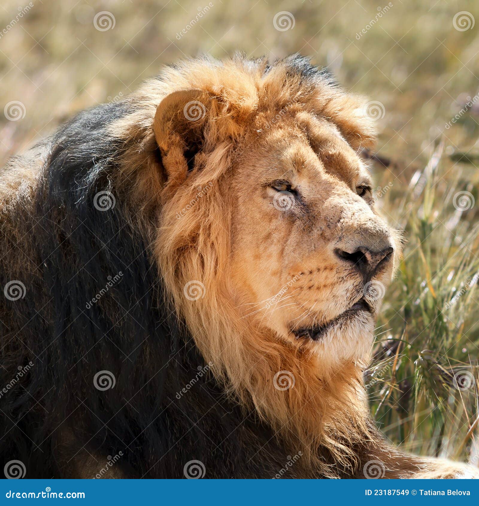 Leone immagine stock. Immagine di occhi, feroce, grande - 23187549