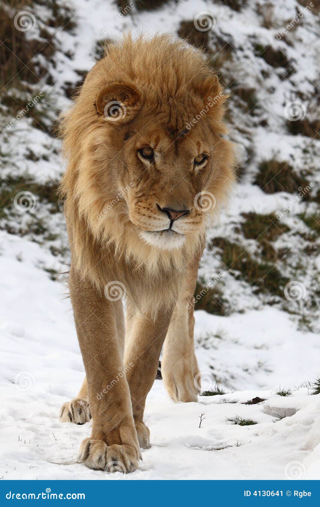 Leone immagine stock. Immagine di leone, natura, maschio - 4130641