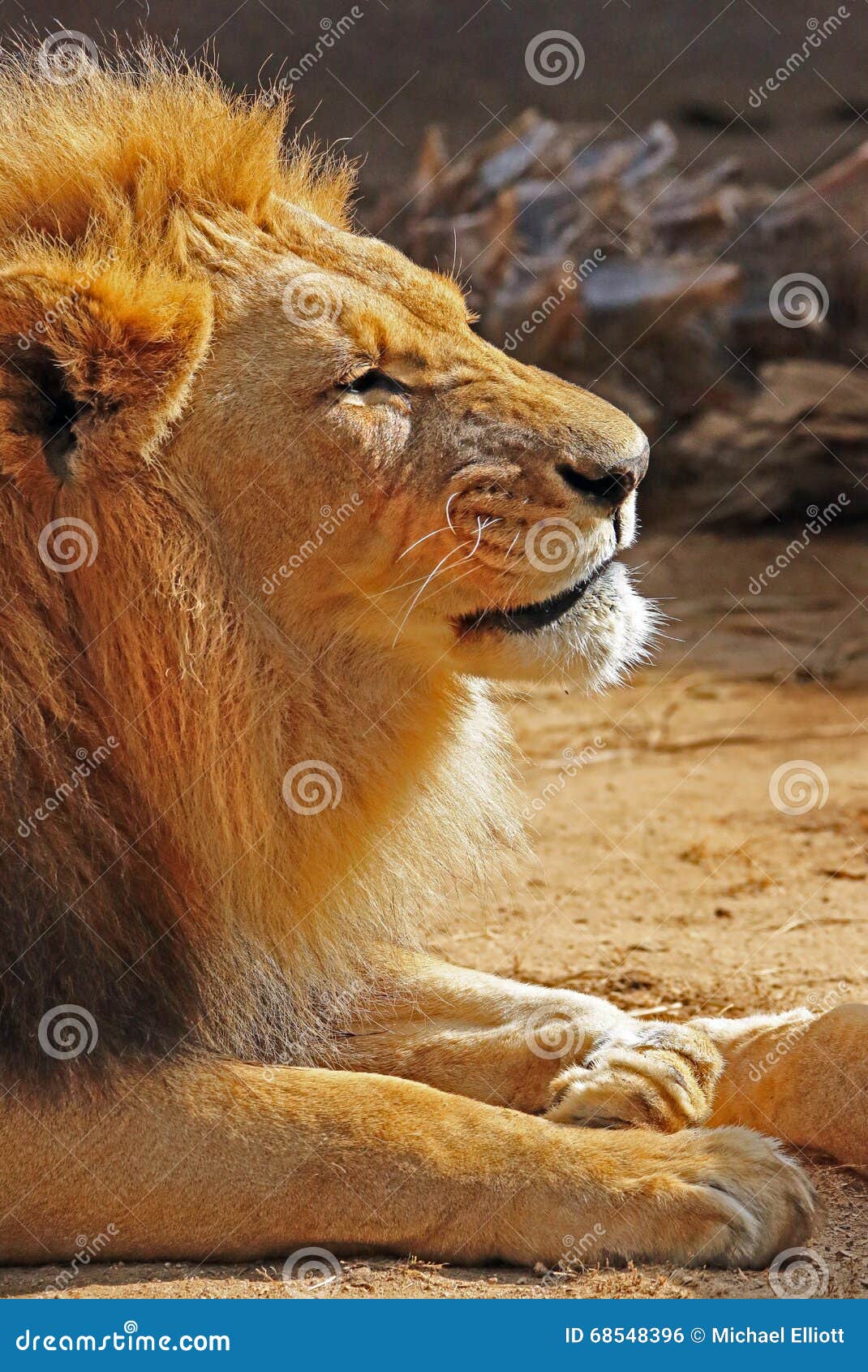 Leone fotografia stock. Immagine di femmina, carnivoro - 68548396