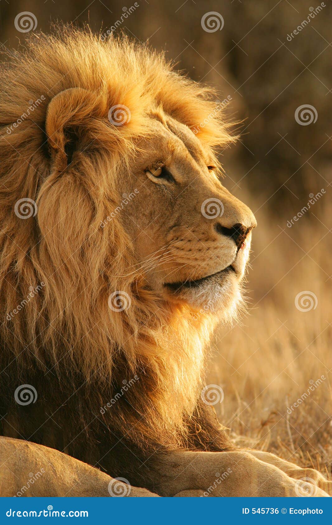Leone africano fotografia stock. Immagine di animale, riposarsi - 545736