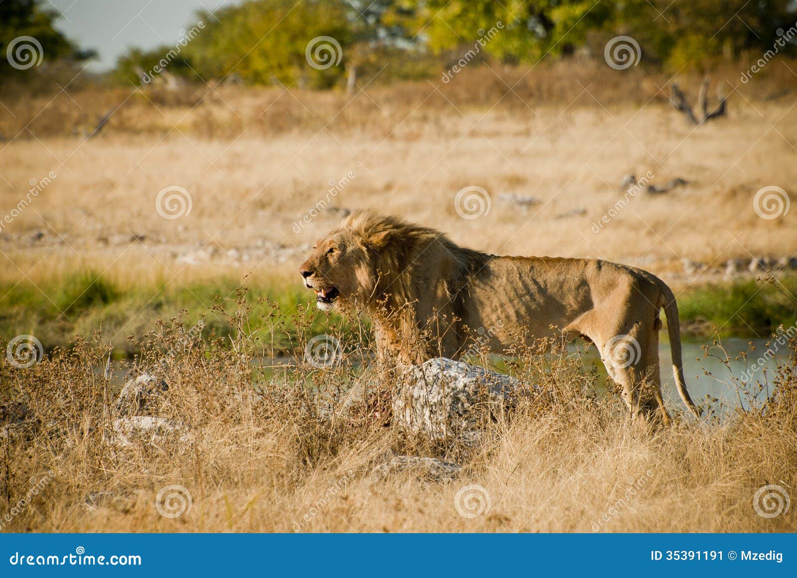 Leone africano affamato immagine stock. Immagine di pascoli - 35391191