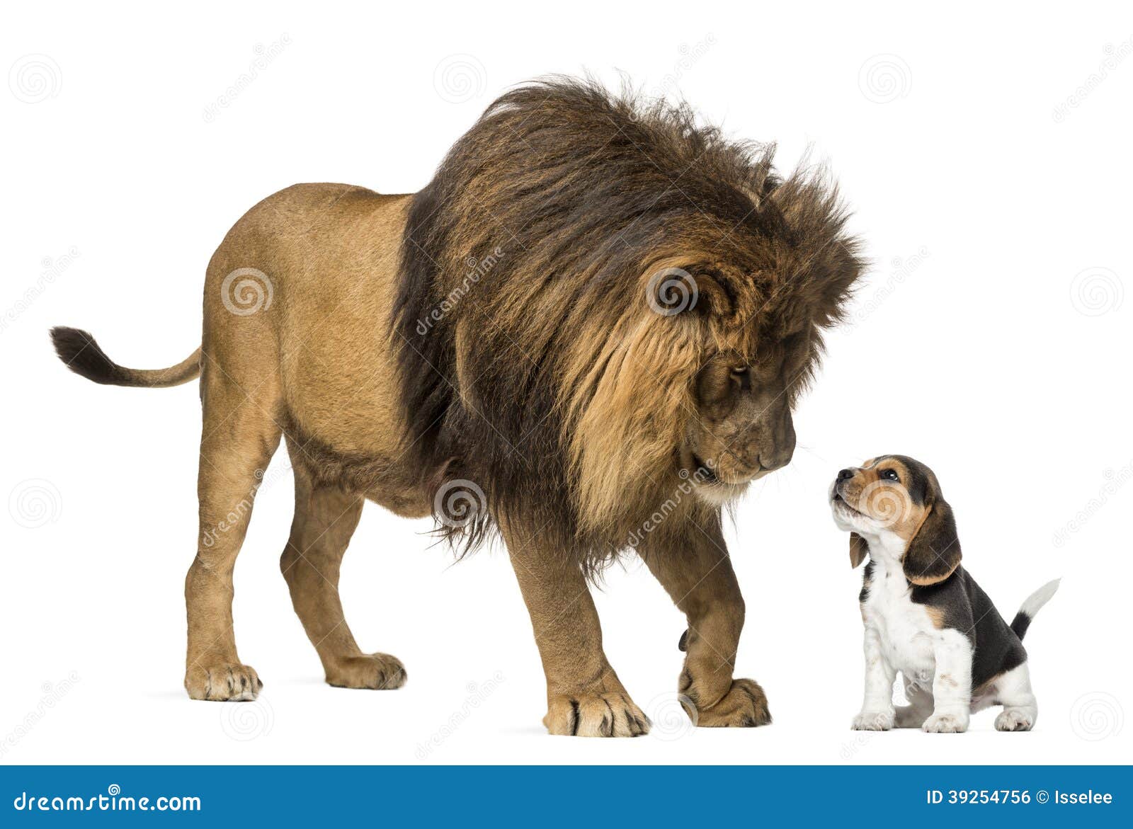 Leone Che Esamina Un Cucciolo Del Cane Da Lepre Fotografia Stock ...