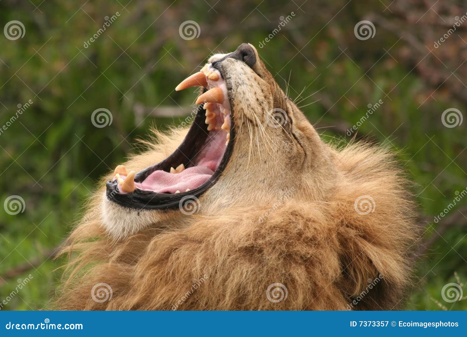 Leone che rugge immagine stock. Immagine di safari, mammifero - 7373357